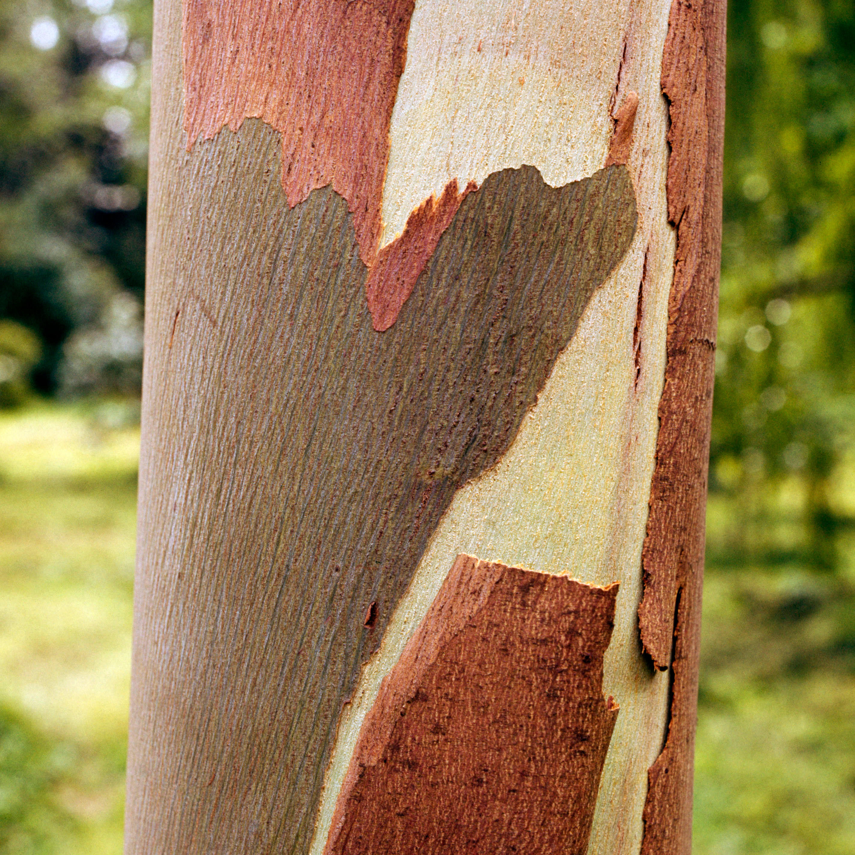 Eucalipto nitens : venda Eucalipto nitens / Eucalyptus nitens