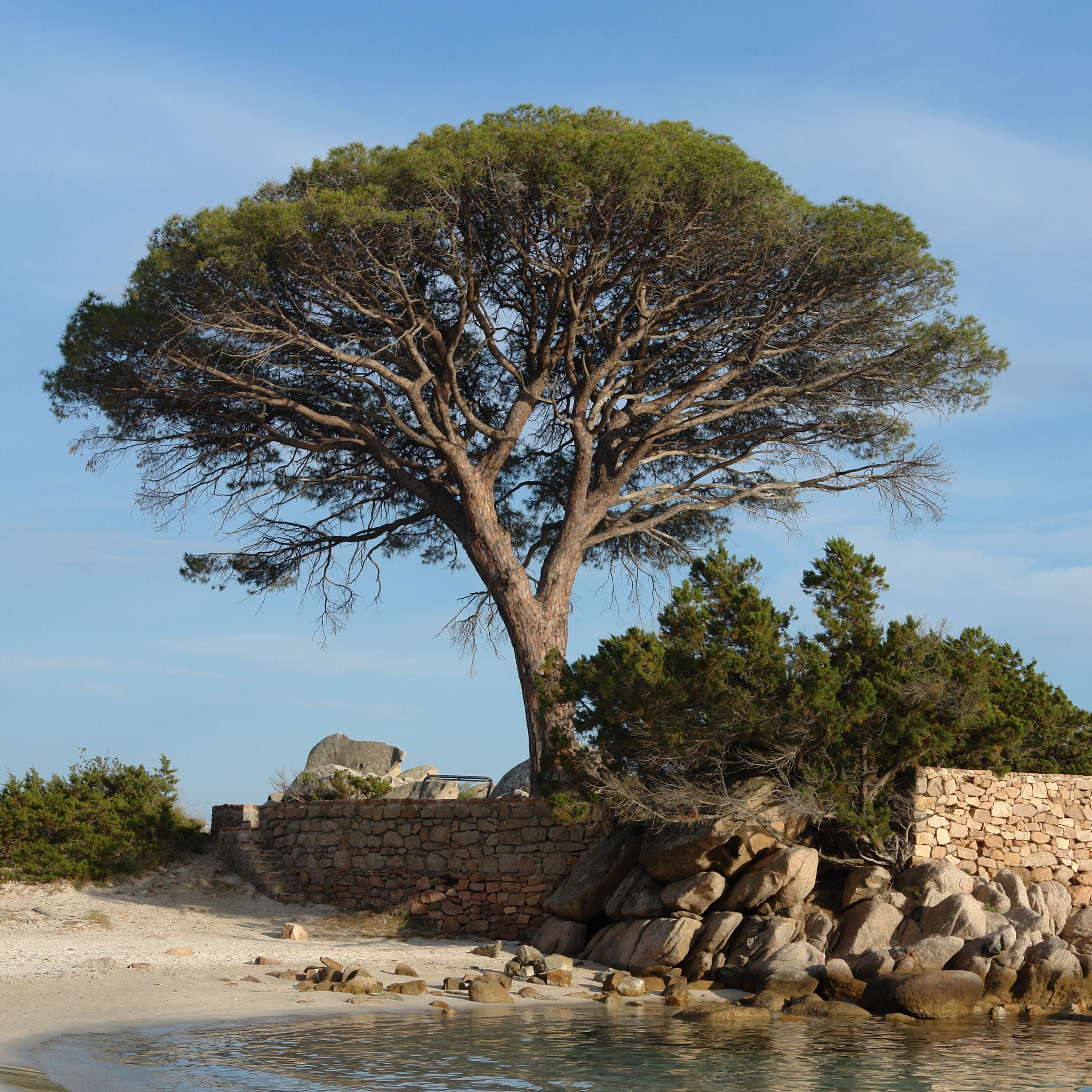 Pinheiro manso : venda Pinheiro manso / Pinus pinea