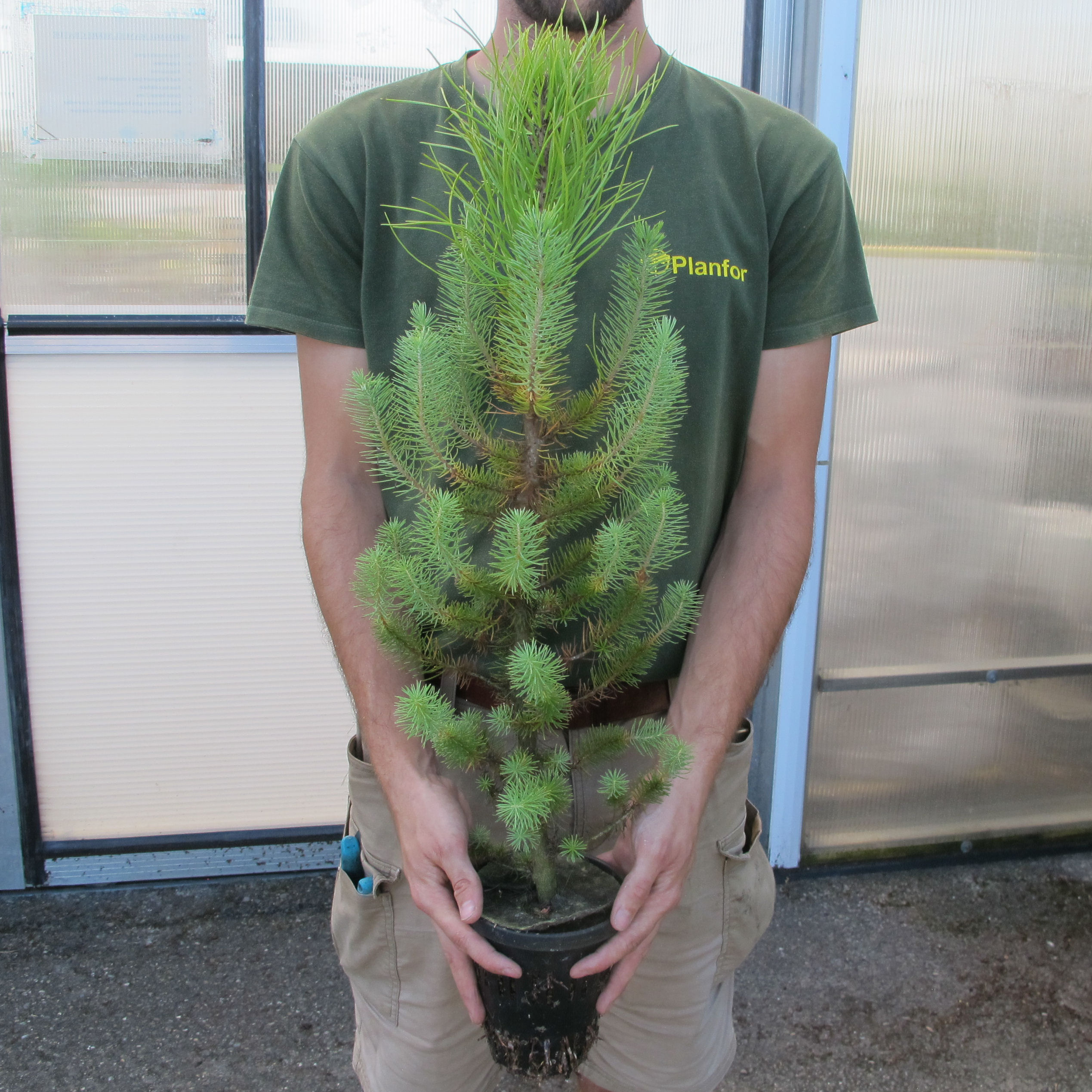 Pinheiro manso : venda Pinheiro manso / Pinus pinea