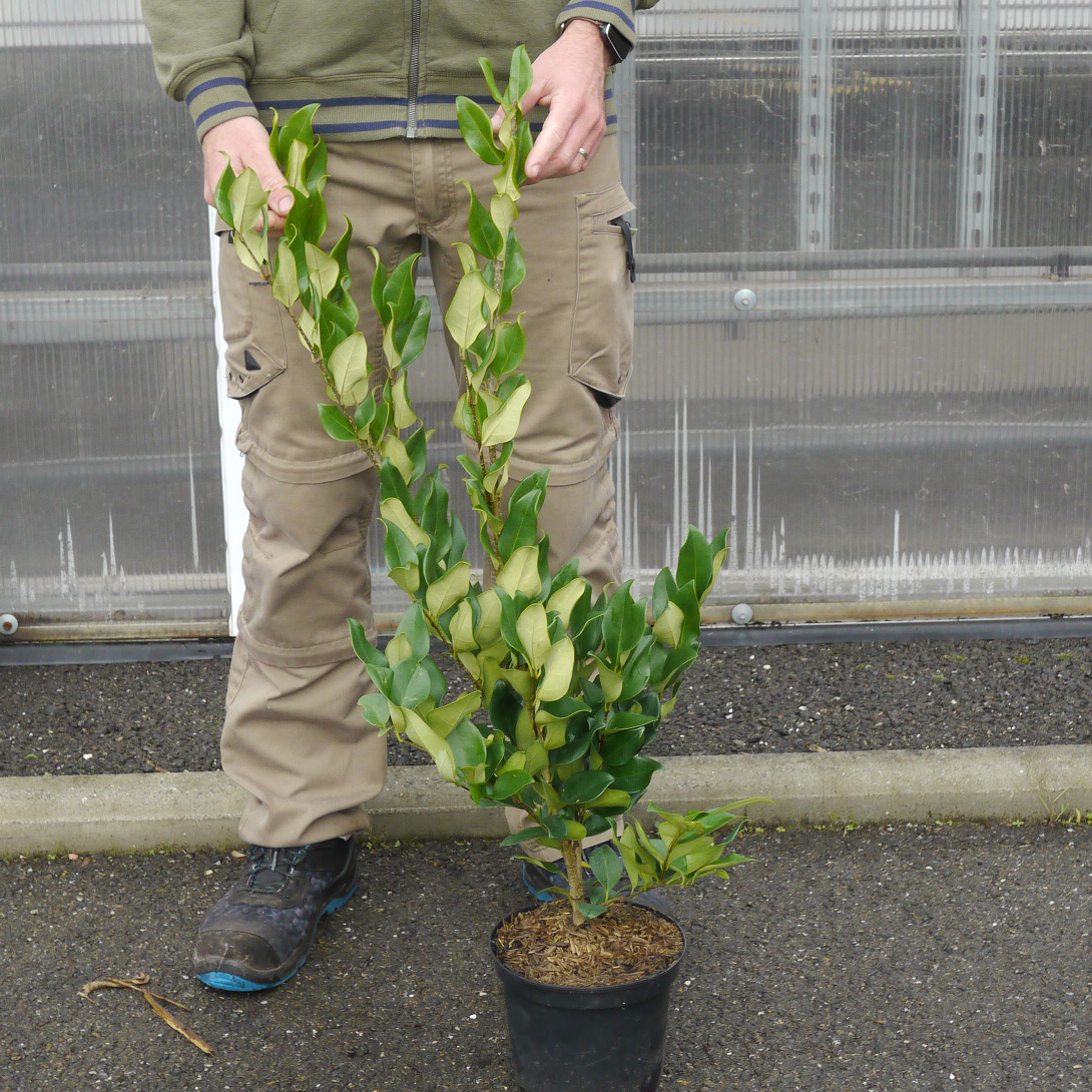 Ligustro do Japão : venda Ligustro do Japão / Ligustrum japonicum