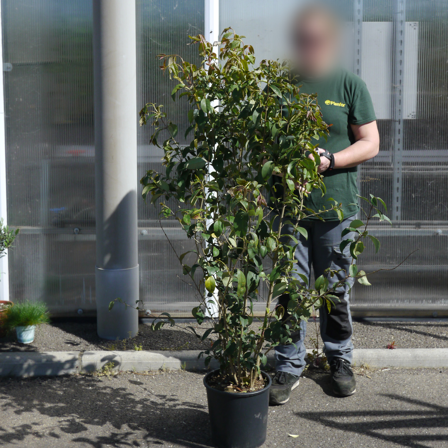 Ligustro do Japão : venda Ligustro do Japão / Ligustrum japonicum