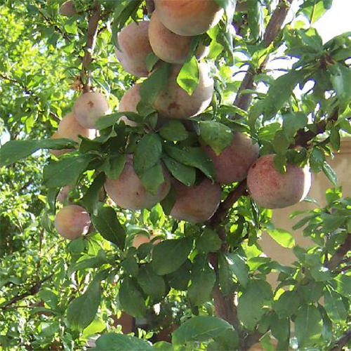Alperce-Ameixa Pluot 'Dapple Dandy' : venda Alperce-Ameixa Pluot ...