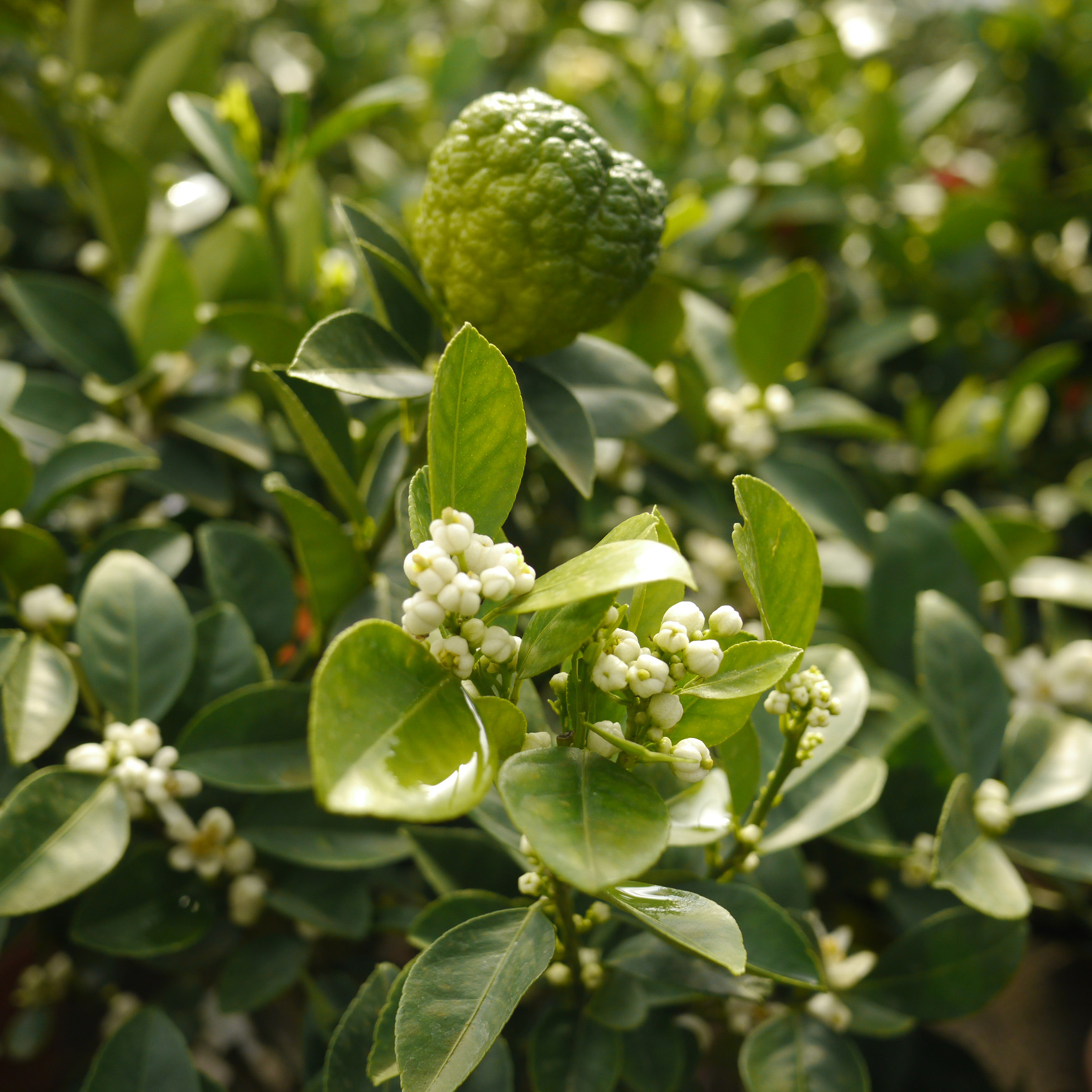 Limoeiro doce : venda Limoeiro doce / Citrus limetta Pursha
