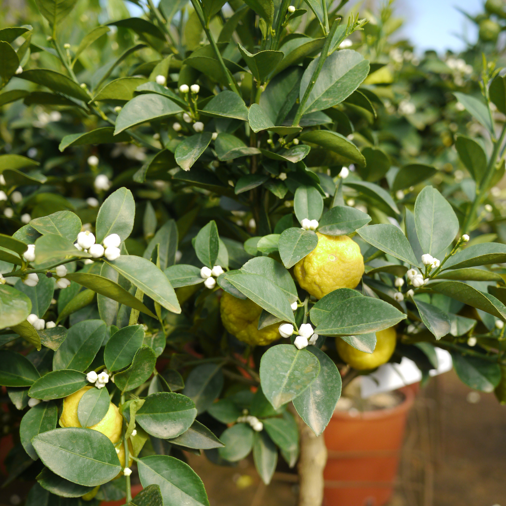 Limoeiro doce : venda Limoeiro doce / Citrus limetta Pursha