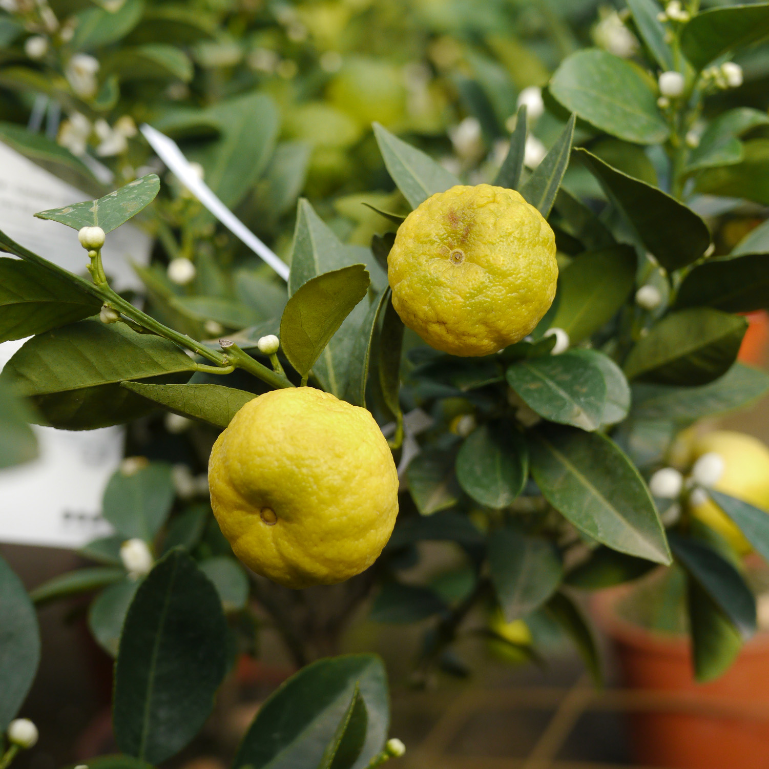 Limoeiro doce : venda Limoeiro doce / Citrus limetta Pursha