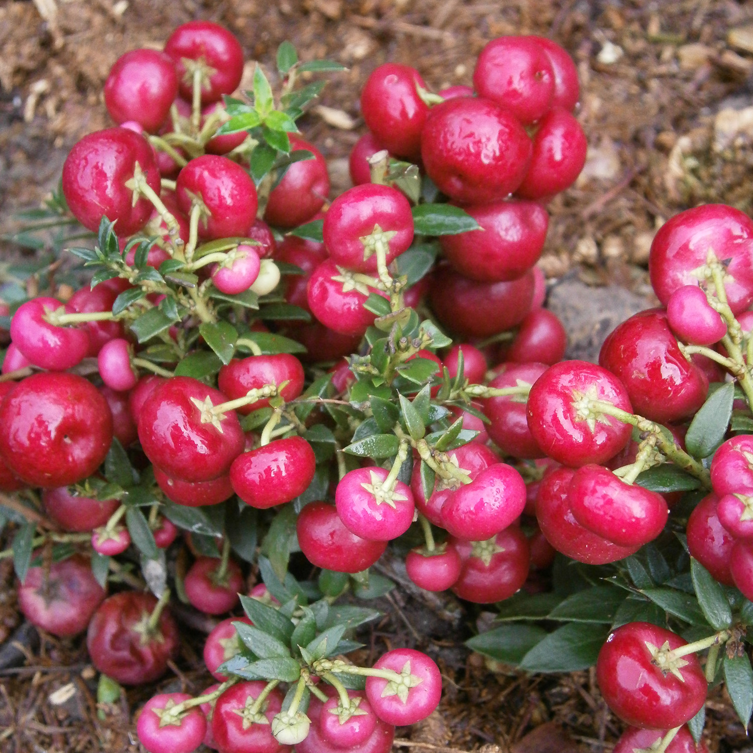 Gaultheria Pernettya Mucronata