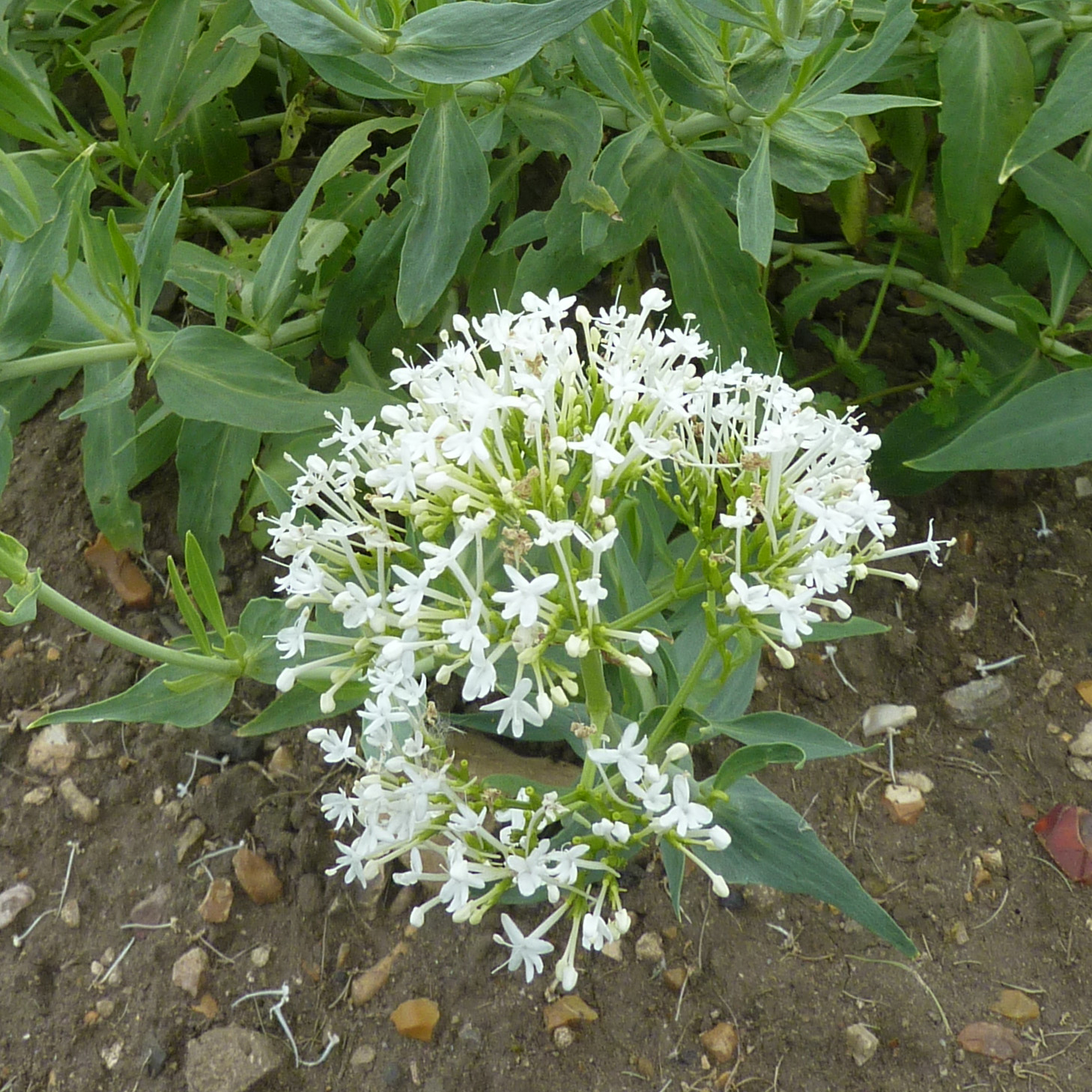 Valeriana branca : venda Valeriana branca / Centranthus ruber alba