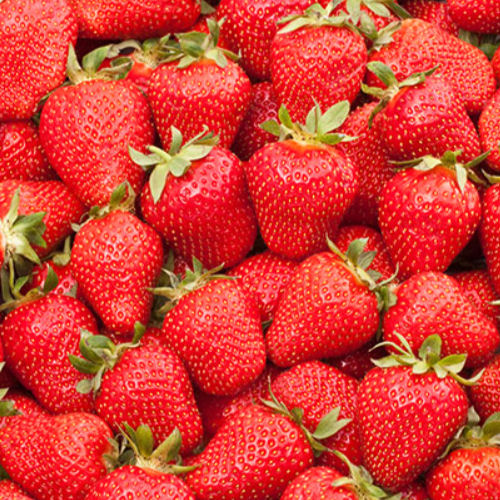 Morangueiro 'Gento' : venda Morangueiro 'Gento' / Fragaria vesca Gento