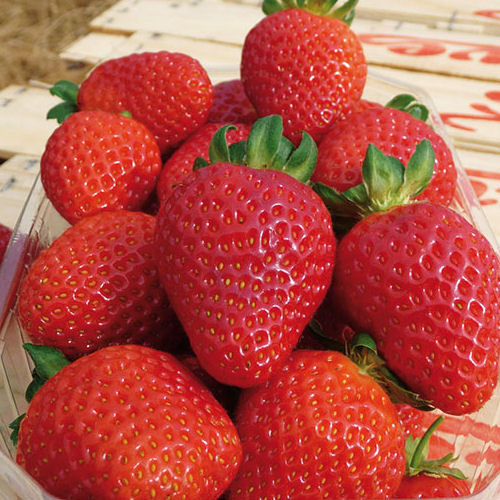 Morangueiro 'San Andreas' : venda Morangueiro 'San Andreas' / Fragaria ...