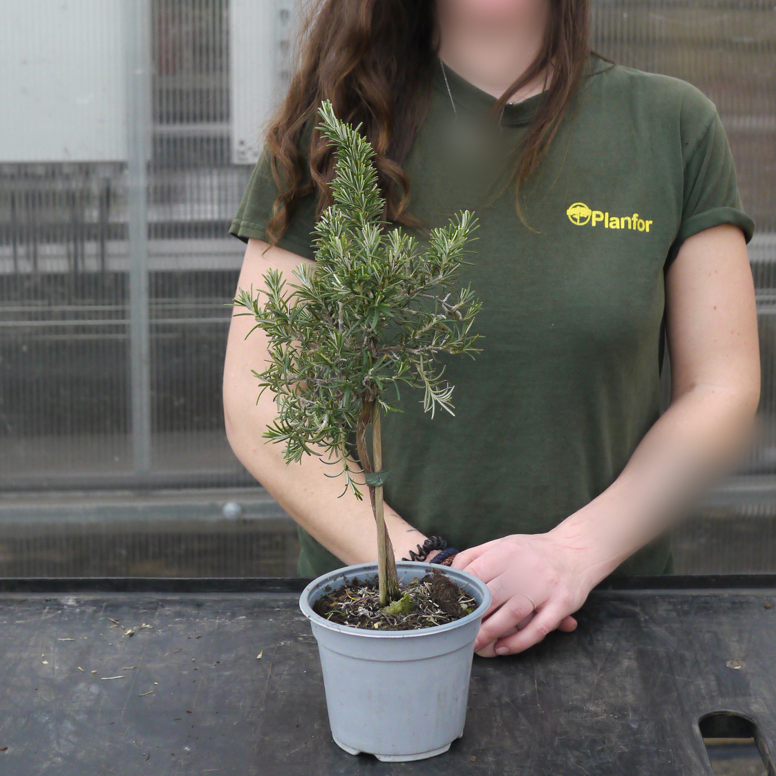 Alecrim rasteiro em pé : venda Alecrim rasteiro em pé / Rosmarinus ...