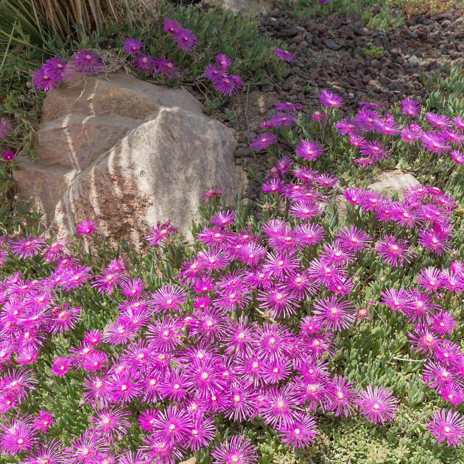 Delosperma cooperi : venda Delosperma cooperi / Delosperma cooperi