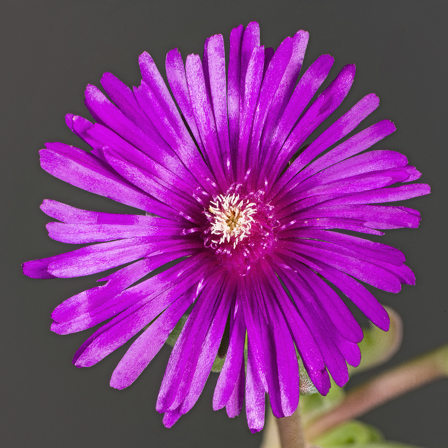 Delosperma cooperi : venda Delosperma cooperi / Delosperma cooperi