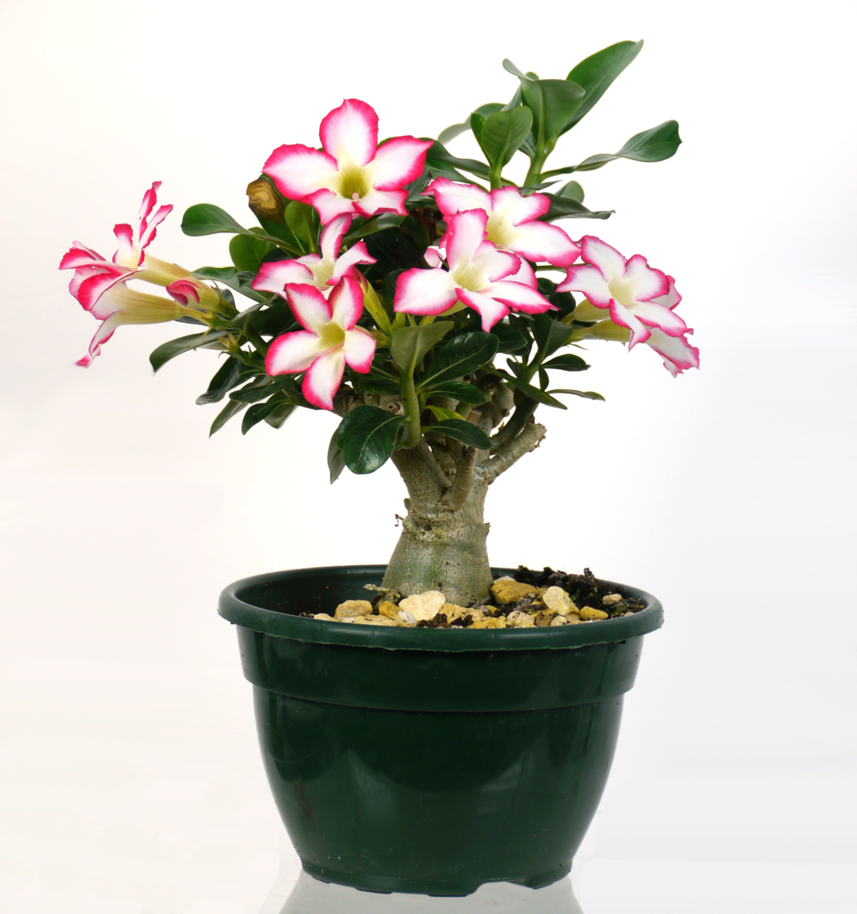 Rosa do deserto specimen : venda Rosa do deserto specimen / Adenium ...
