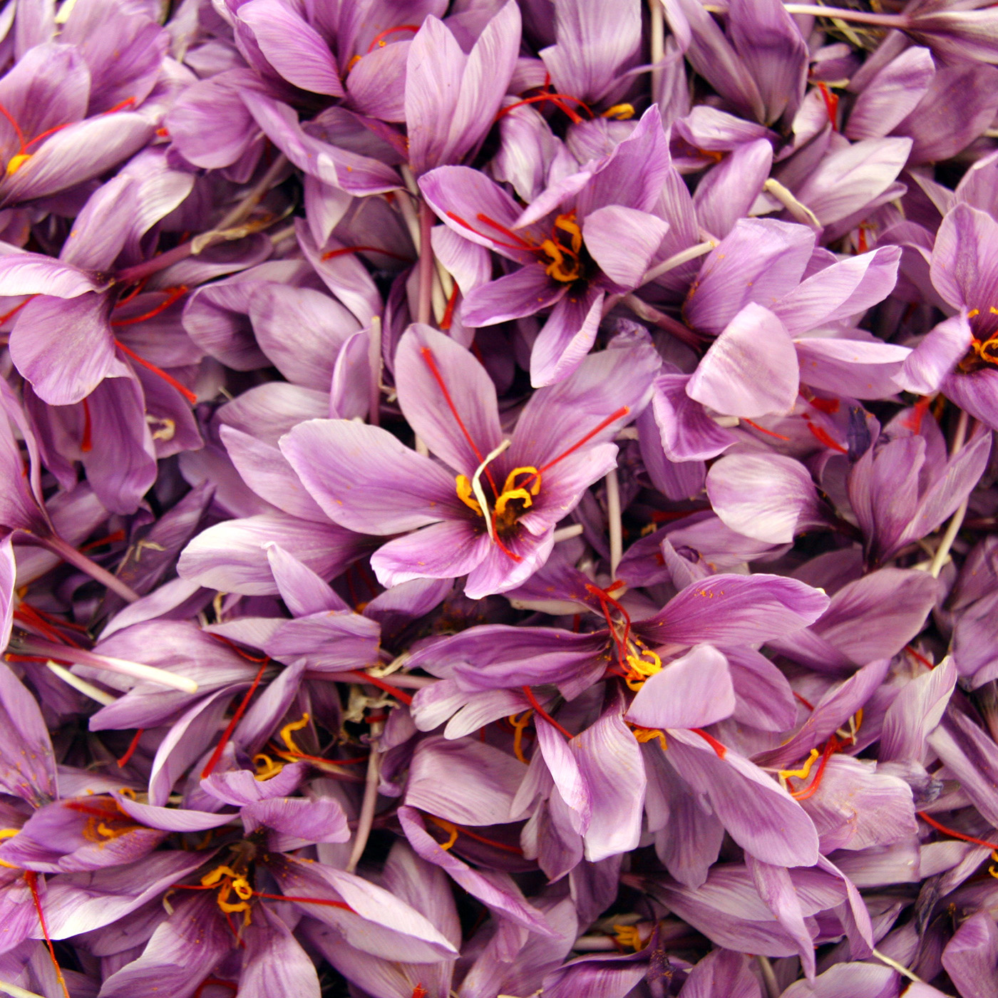 Açafrão : venda Açafrão / Crocus Sativus
