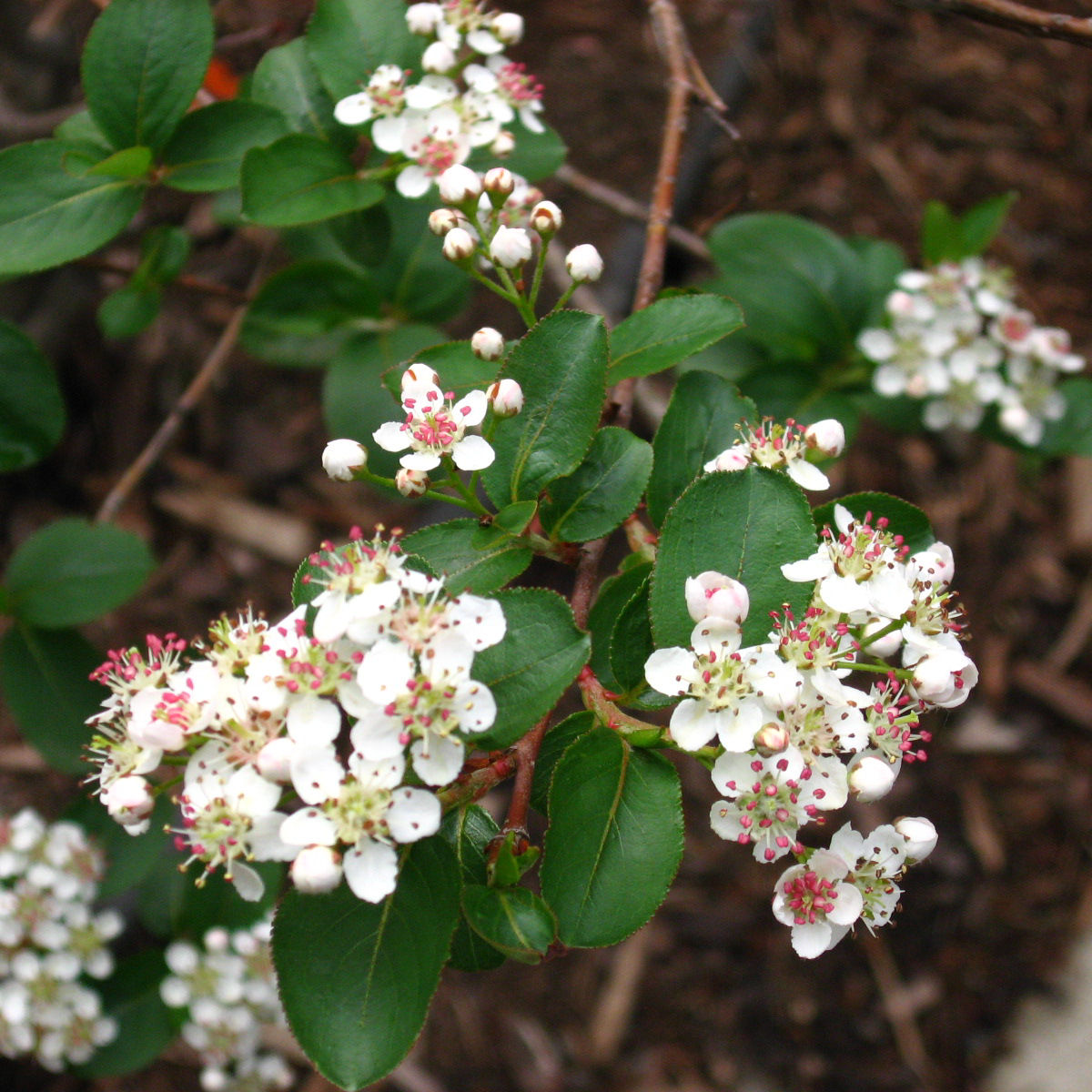Aronia melanocarpa : venda Aronia melanocarpa / Aronia melanocarpa