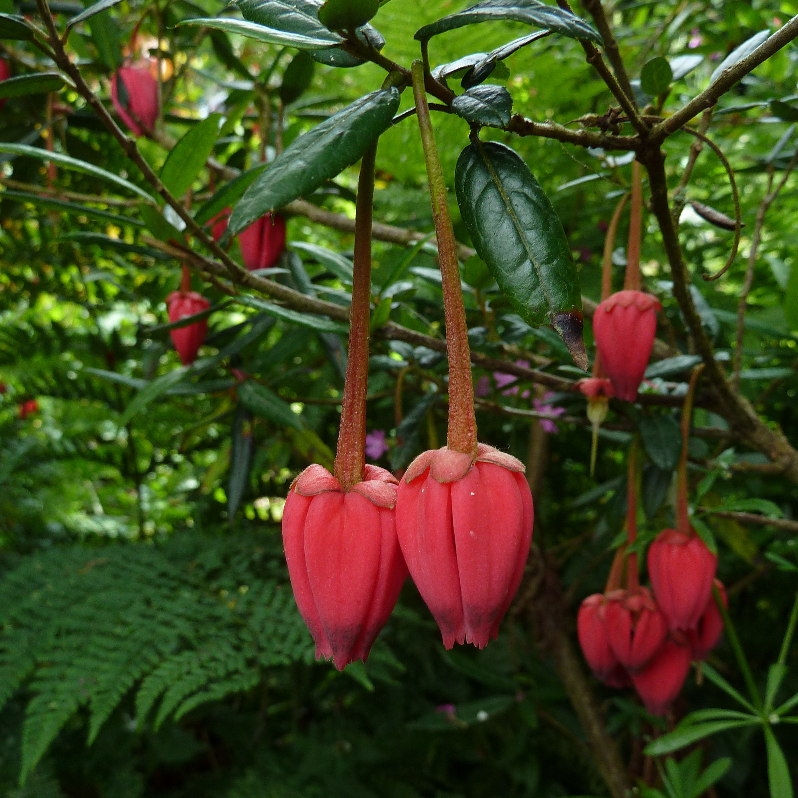 Crinodendron hookerianum : venda Crinodendron hookerianum ...