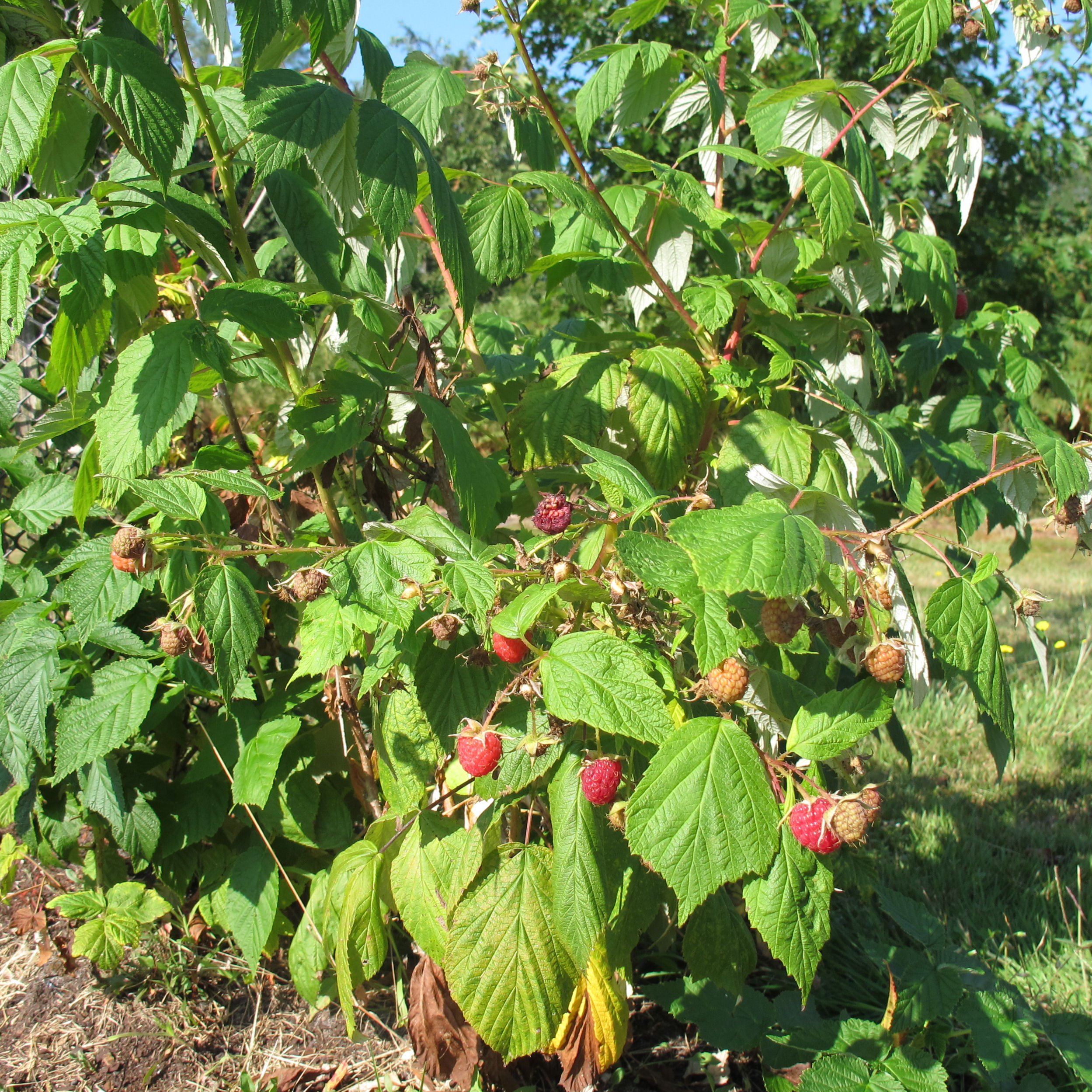 Framboesa 'Heritage' : venda Framboesa 'Heritage' / Rubus idaeus Heritage
