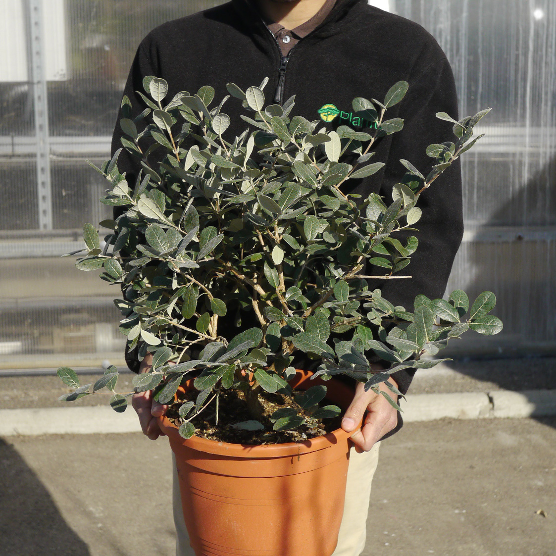 Goiaba-ananás : venda Goiaba-ananás / Feijoa sellowiana