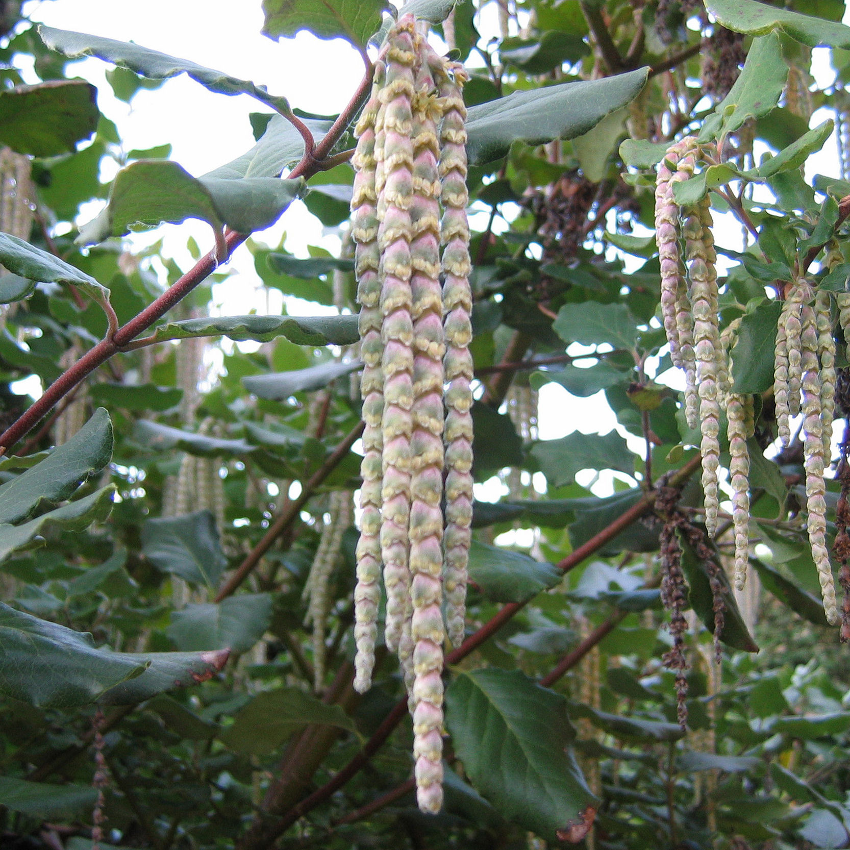 Garrya elliptica : venda Garrya elliptica / Garrya elliptica