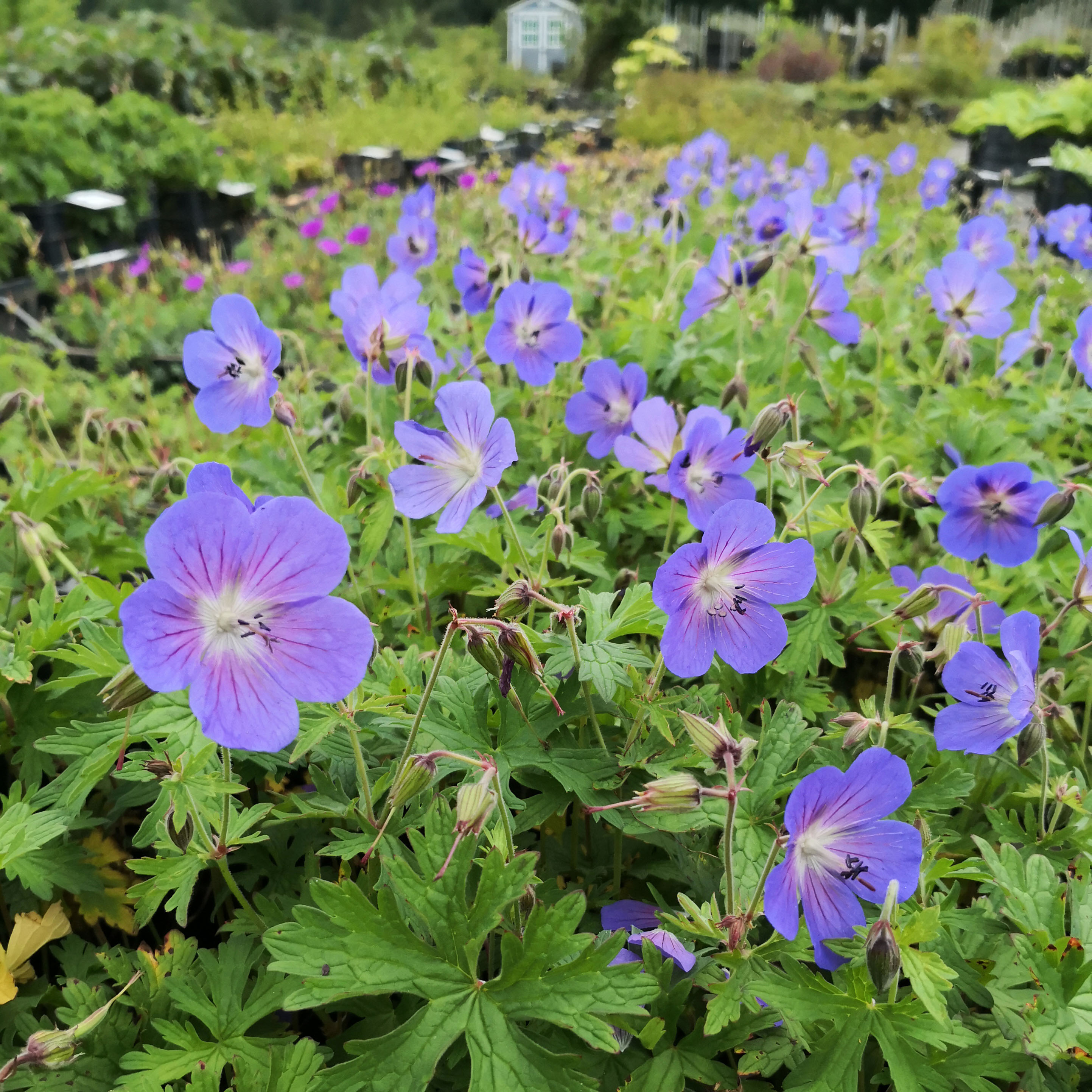 Gerânio 'Johnson Blue' : venda Gerânio 'Johnson Blue' / Geranium ...