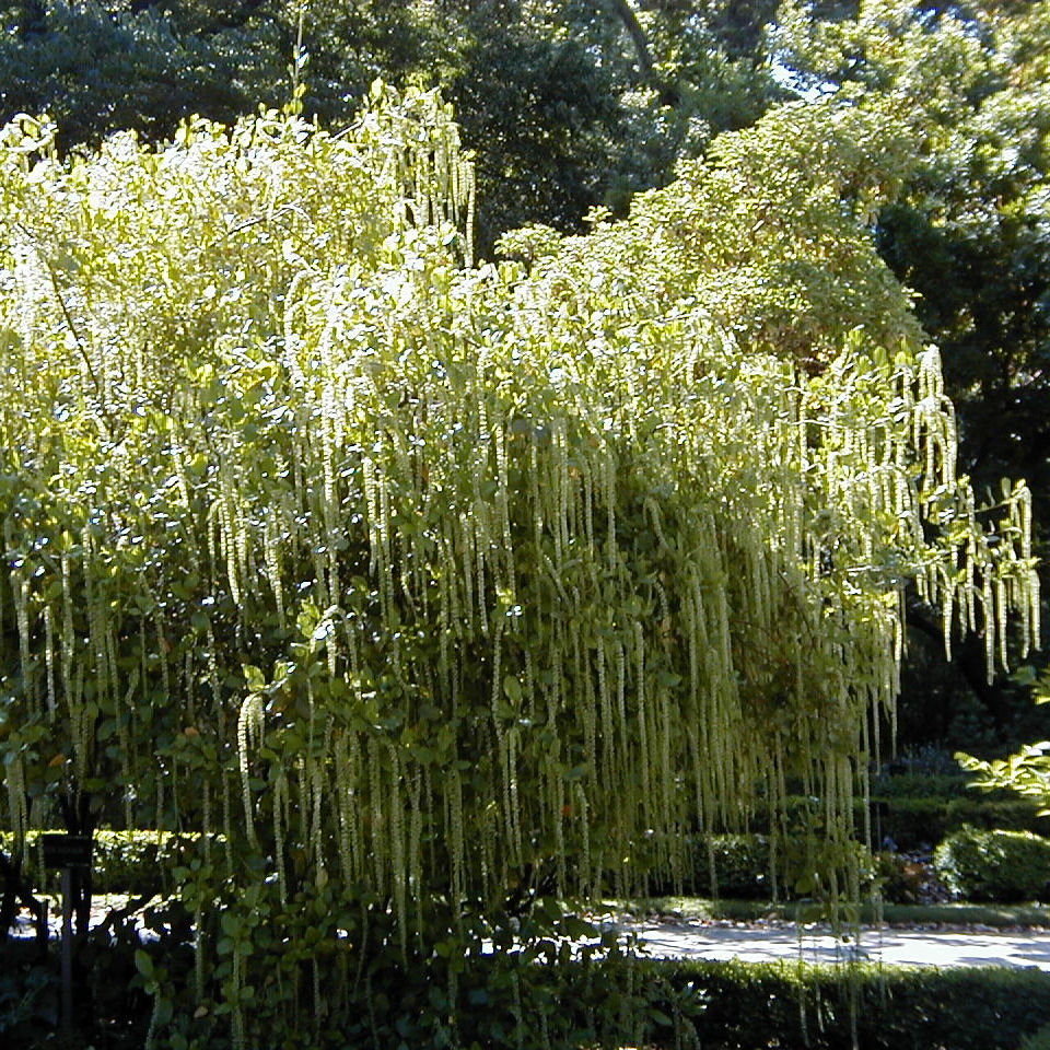 Itea ilicifolia : venda Itea ilicifolia / Itea ilicifolia