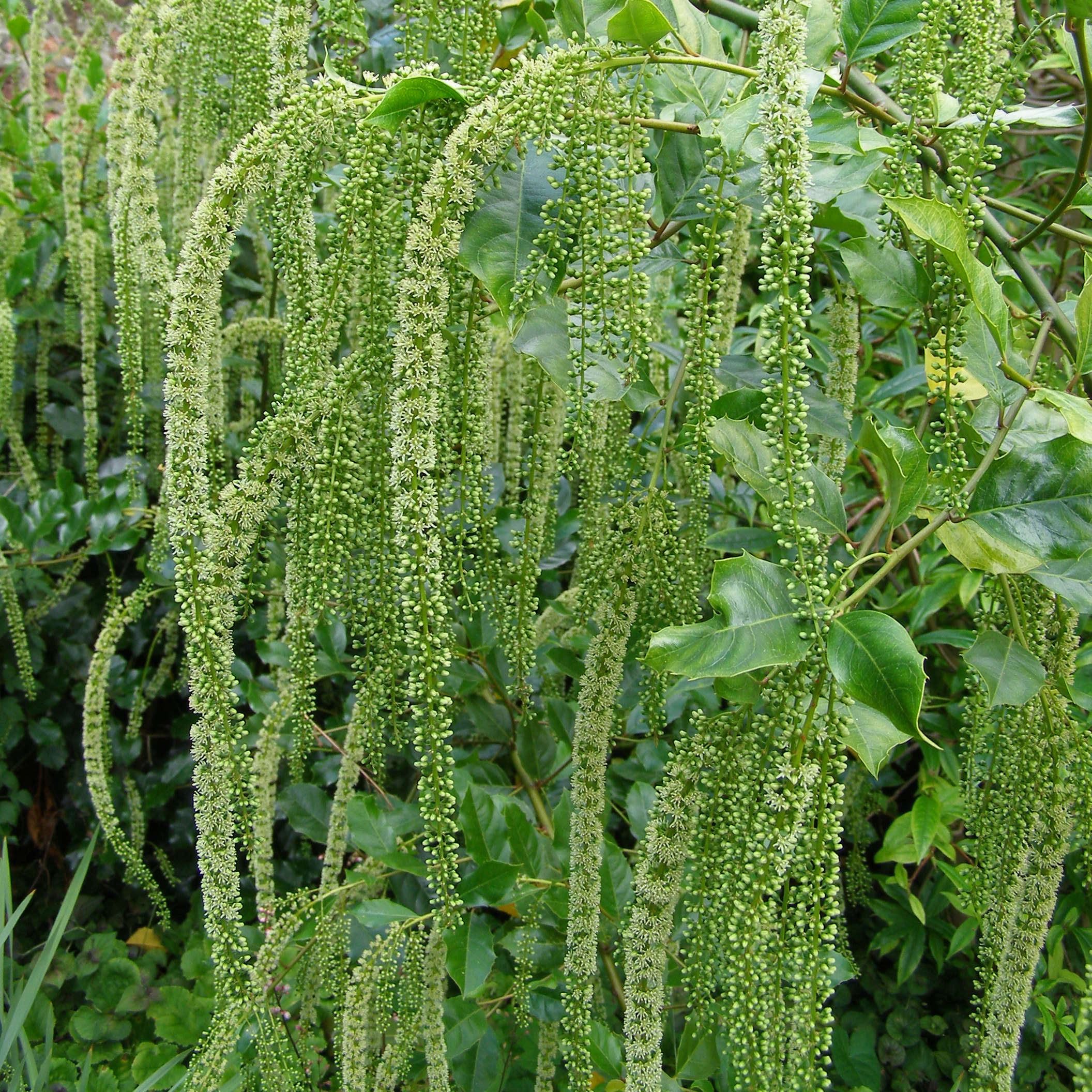 Itea ilicifolia : venda Itea ilicifolia / Itea ilicifolia