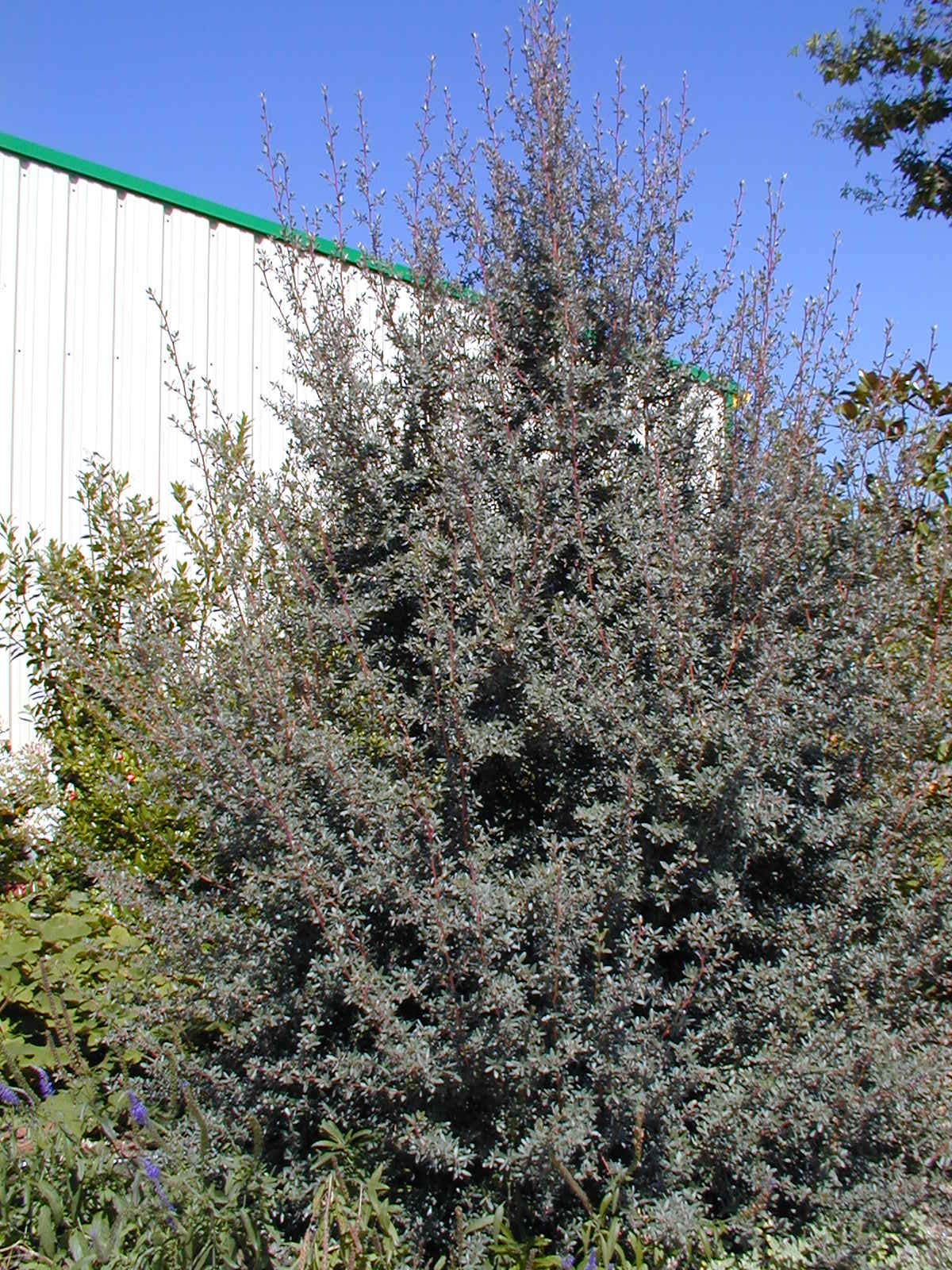 Leptospermum 'Silver Sheen' : venda Leptospermum 'Silver Sheen ...