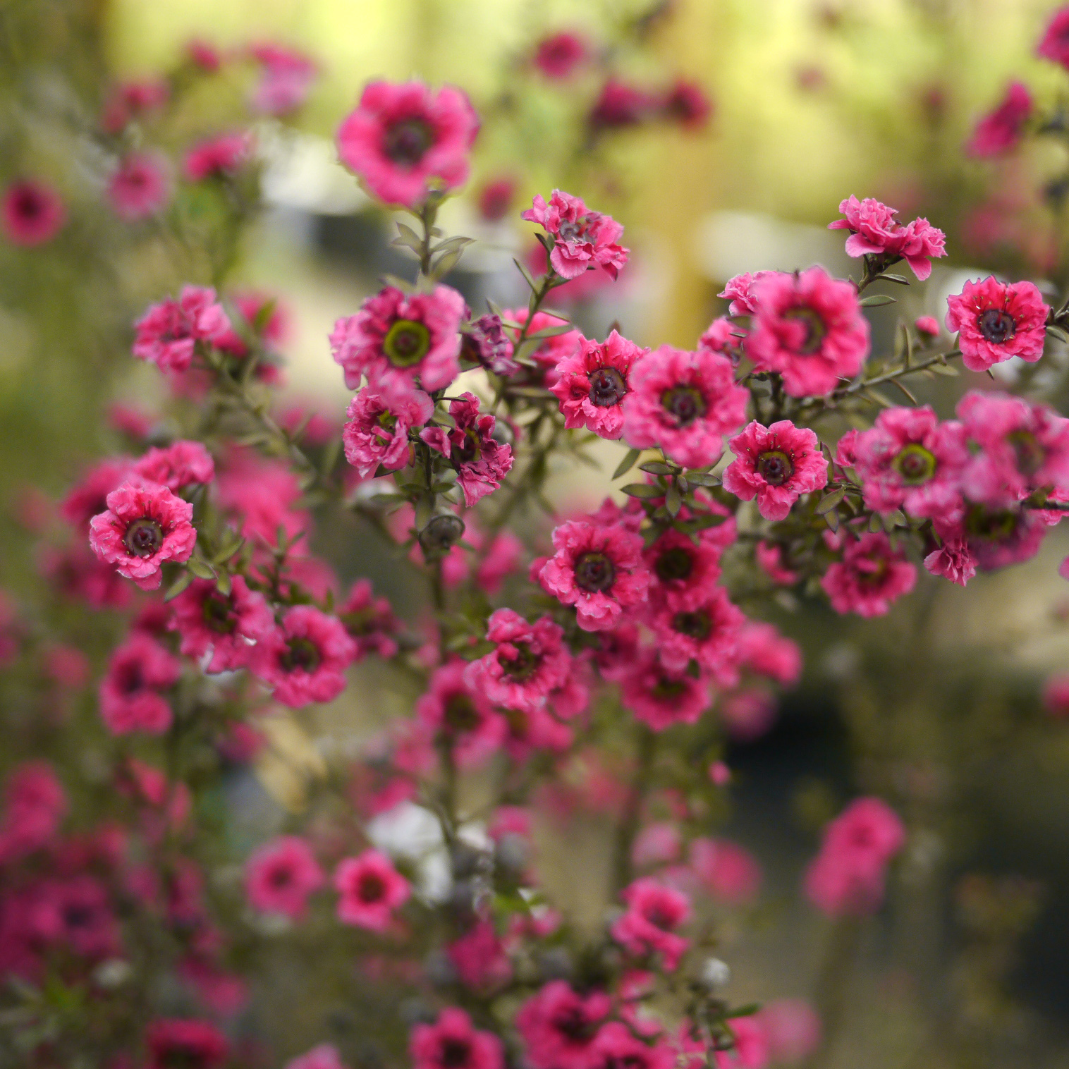 Leptospermum scoparium Vermelho, Manuka Vermelho : venda Leptospermum ...