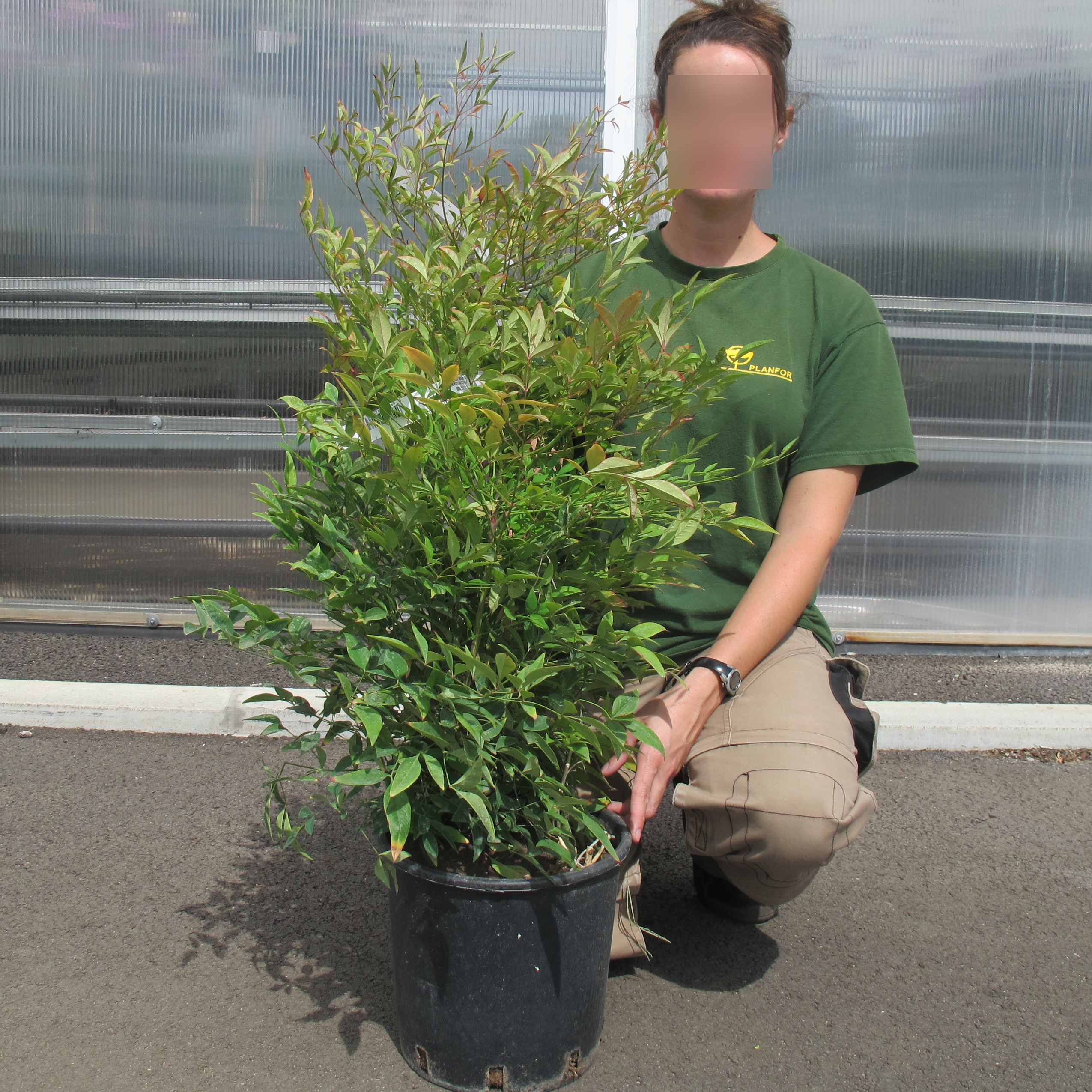 Bambu sagrado : venda Bambu sagrado / Nandina domestica