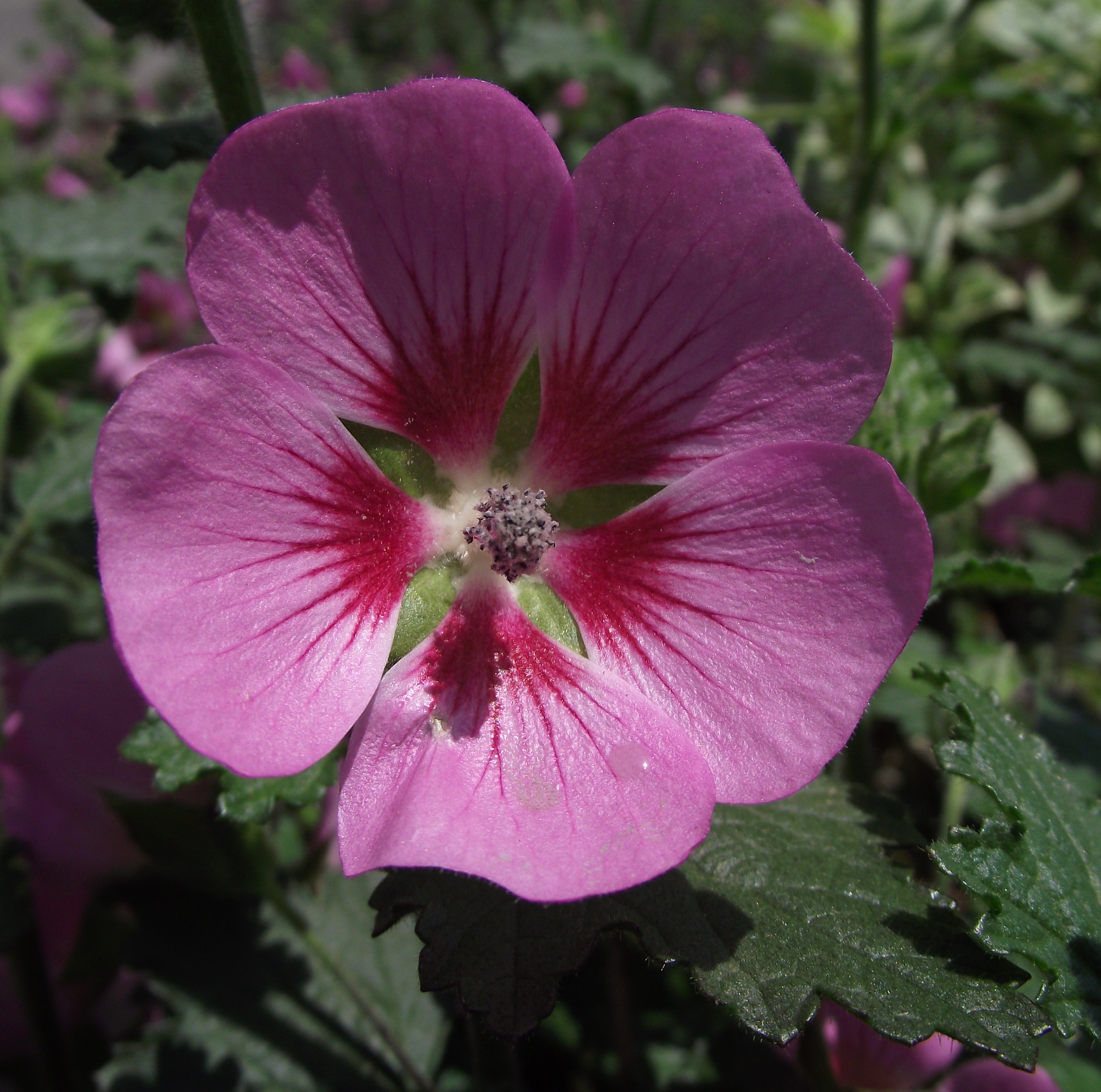 Anisodontea : venda Anisodontea / Anisodontea capensis