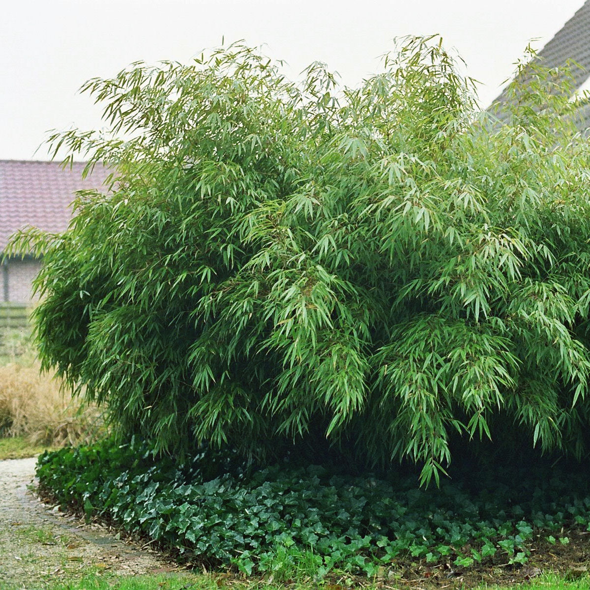 Bambu Fargesia rufa : venda Bambu Fargesia rufa / Fargesia rufa