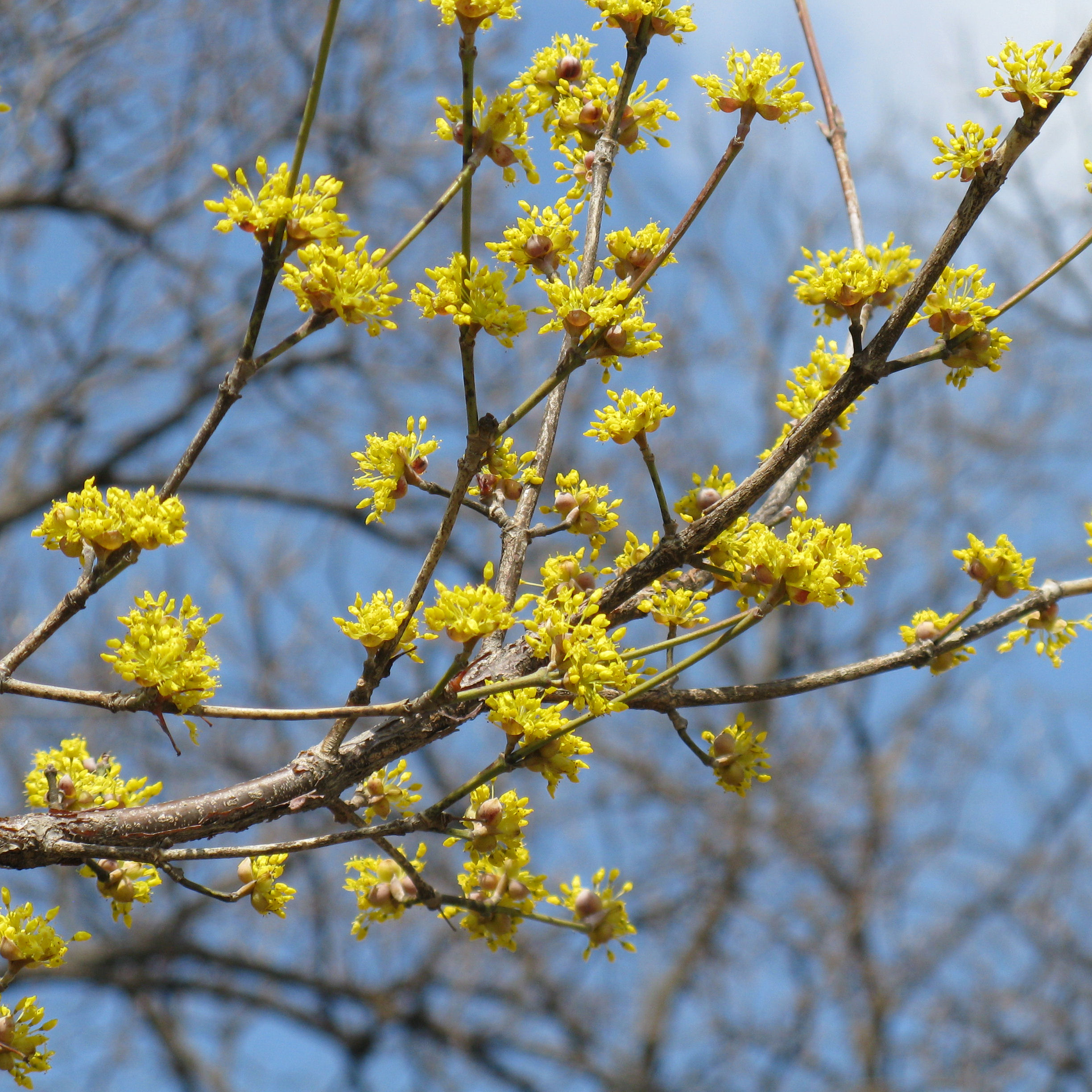 Cornus officinalis : venda Cornus officinalis / Cornus officinalis