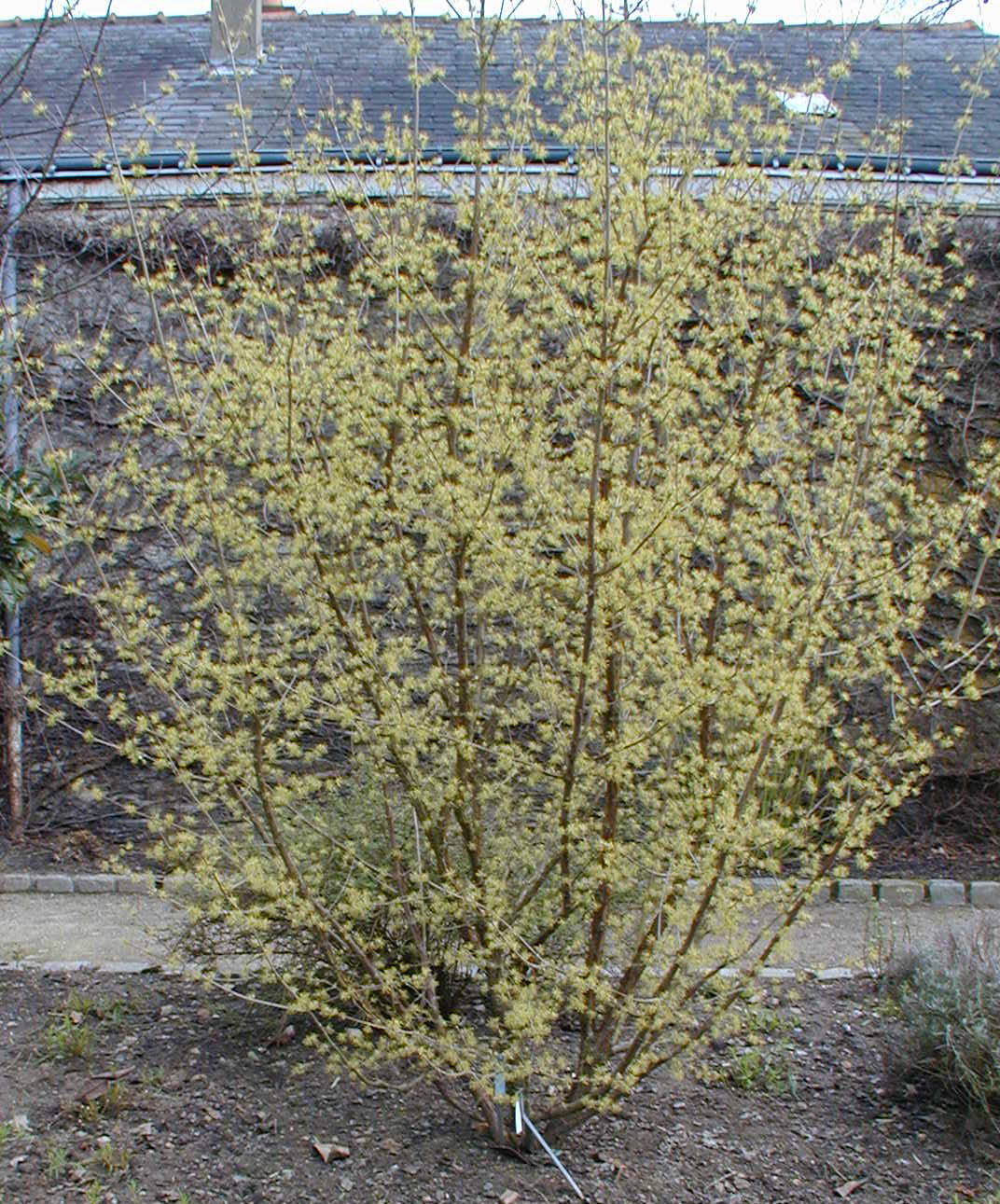 Cornus officinalis : venda Cornus officinalis / Cornus officinalis