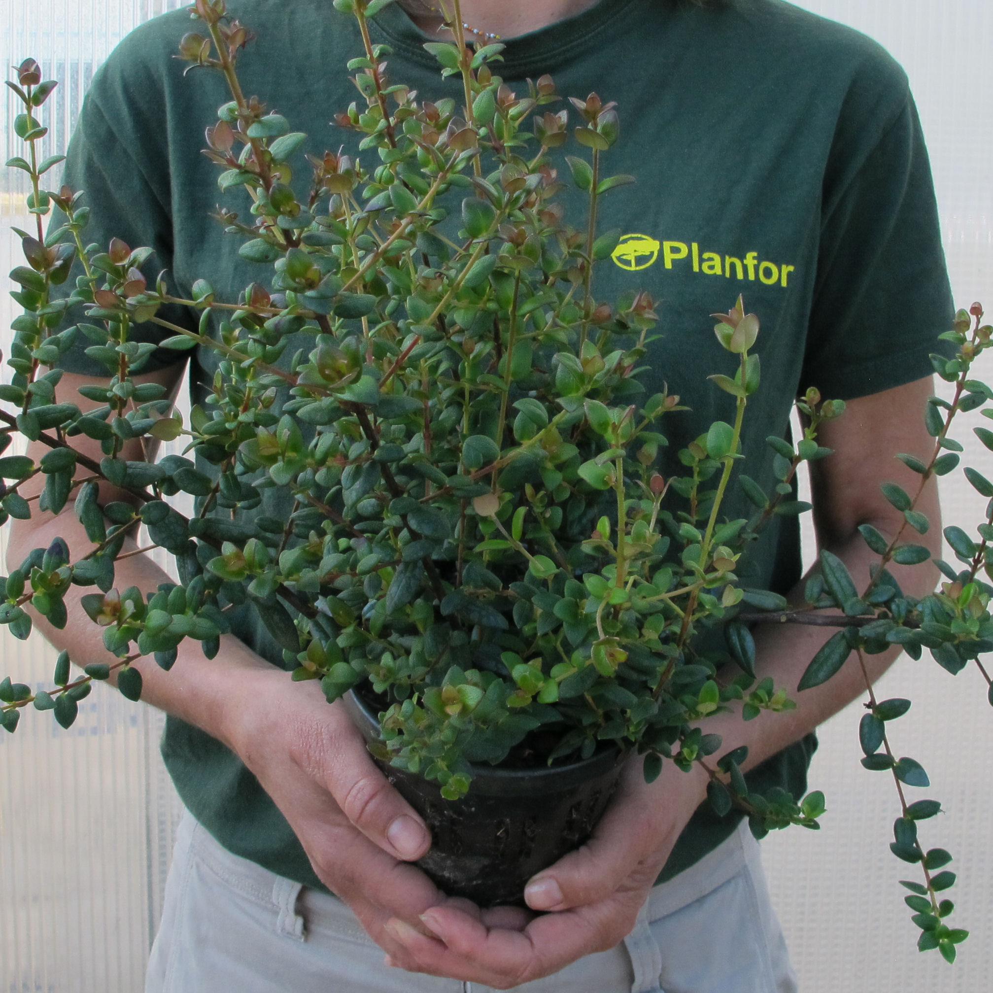 Murta do Chile : venda Murta do Chile / Ugni molinae