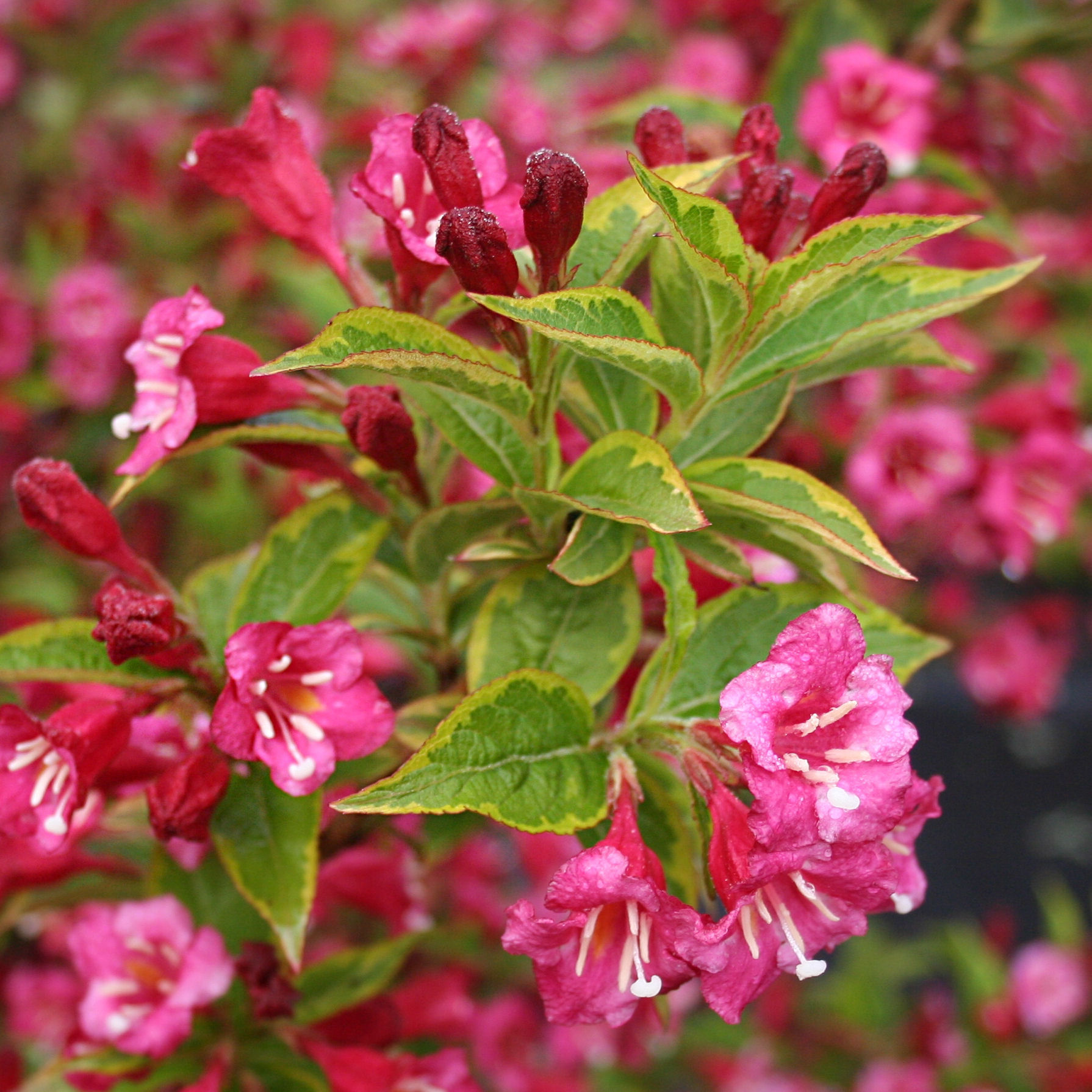 Weigelia 'Brigela' : venda Weigelia 'Brigela' / Weigelia Brigela