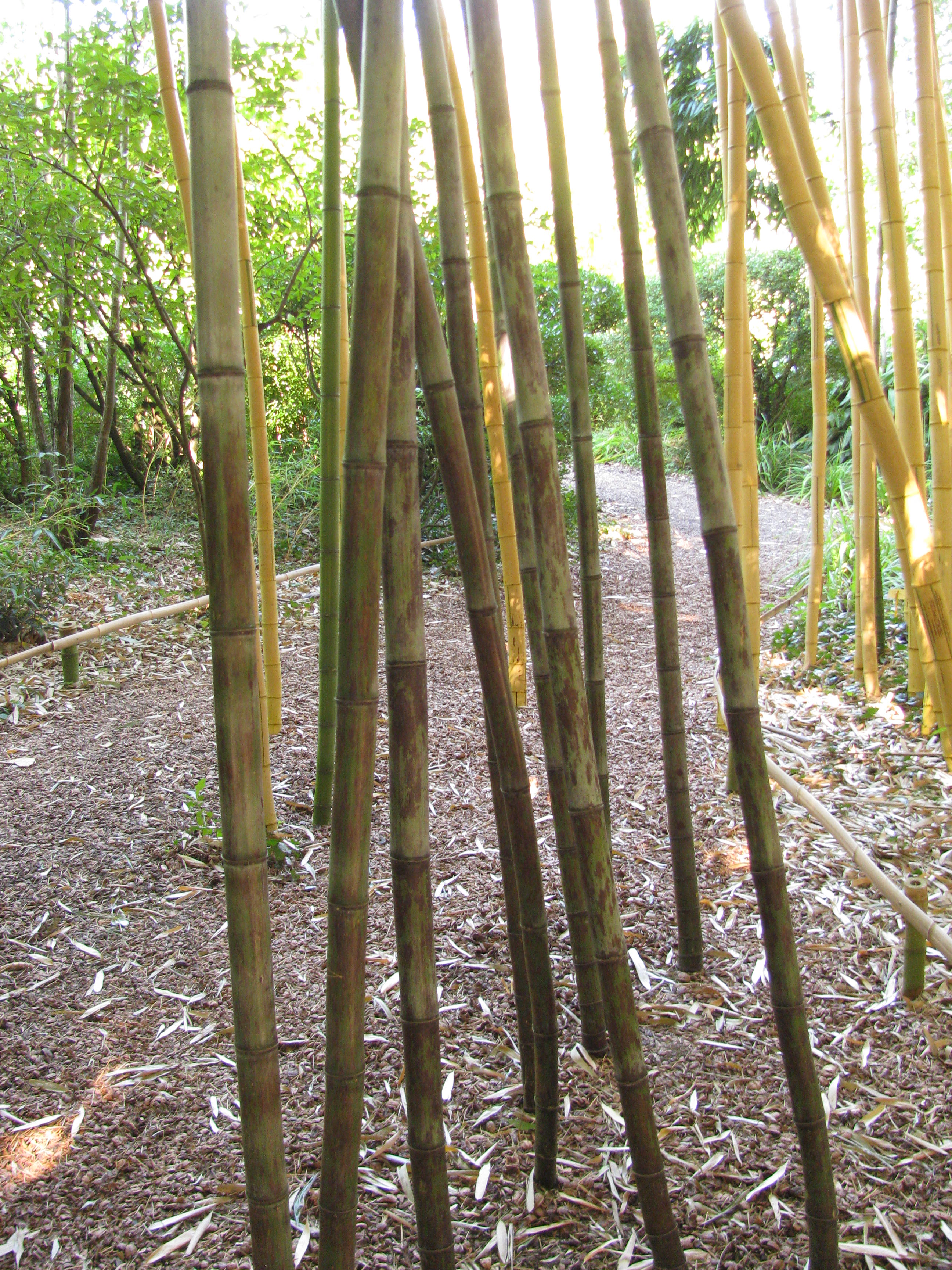 Bambu Phyllostachys nigra boryana : venda Bambu Phyllostachys nigra ...