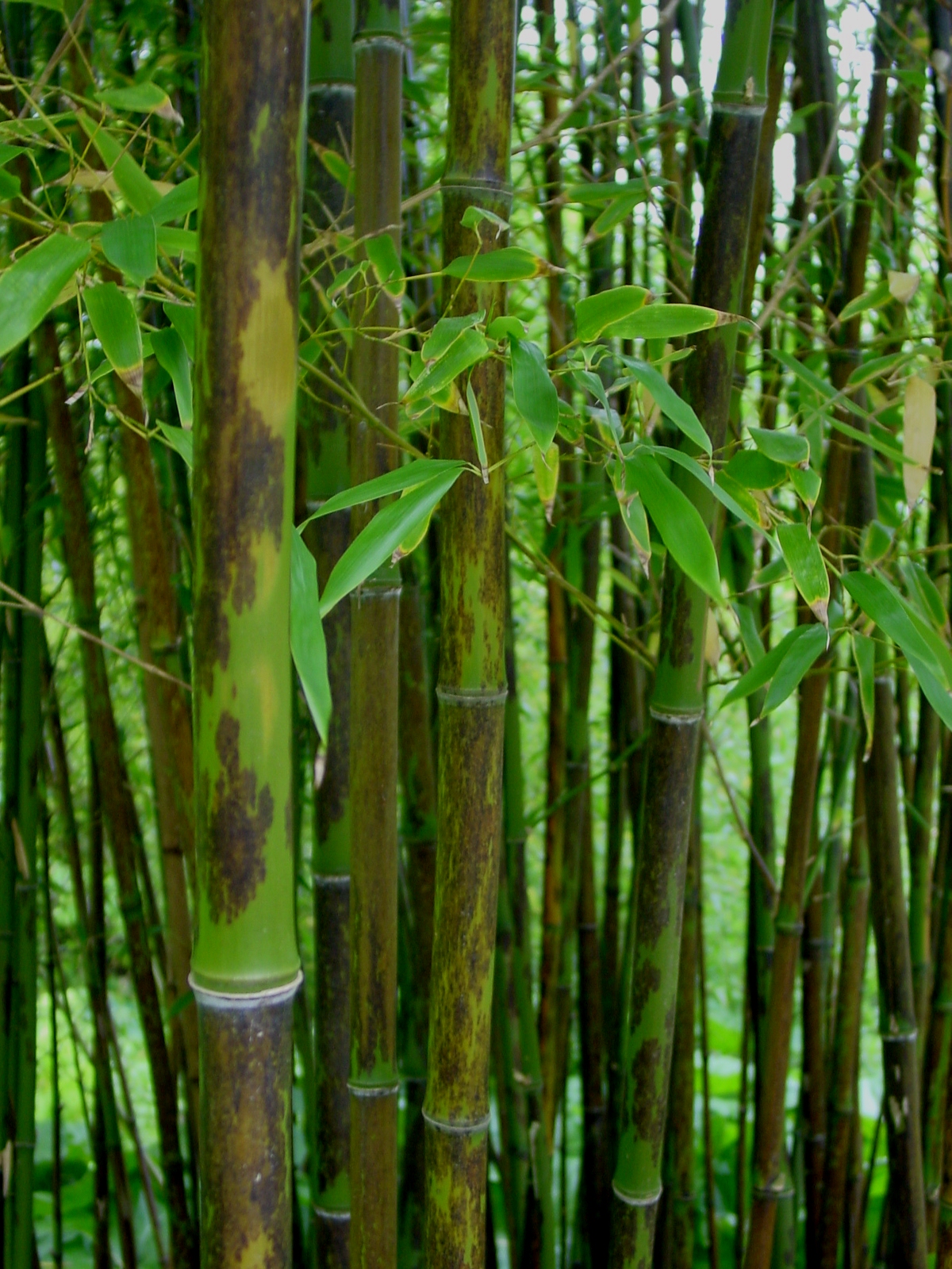 Bambu Phyllostachys nigra boryana : venda Bambu Phyllostachys nigra ...