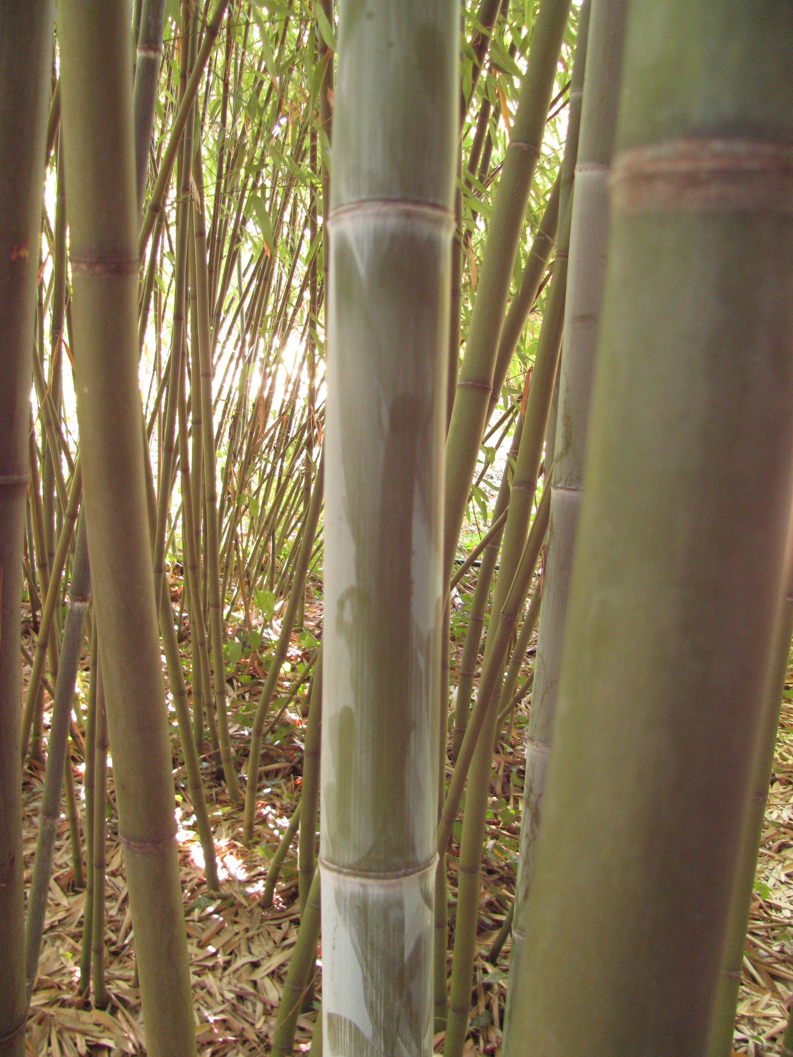 Bambu Phyllostachys glauca : venda Bambu Phyllostachys glauca ...