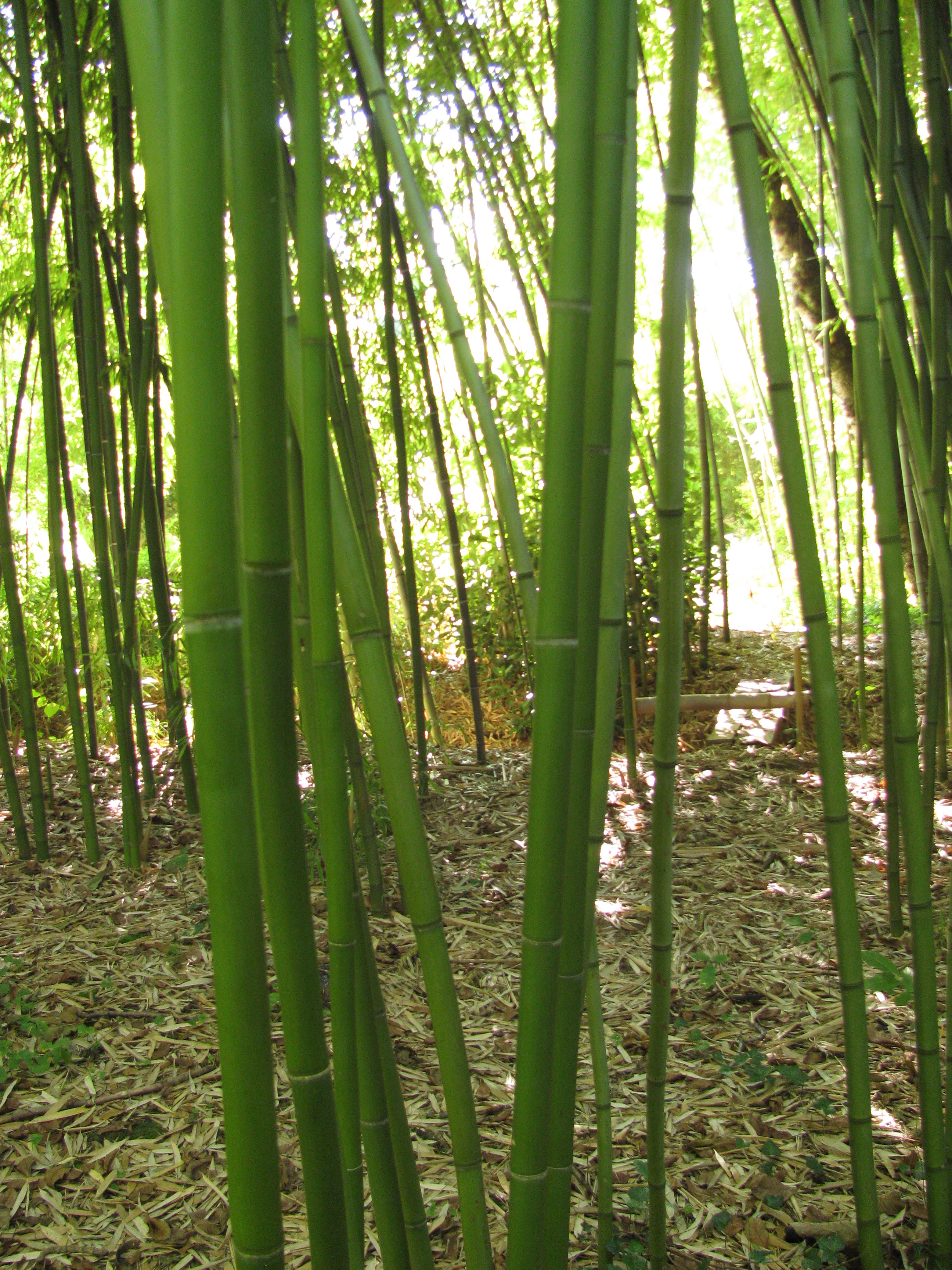 Bambu Phyllostachys rubromarginata : venda Bambu Phyllostachys ...
