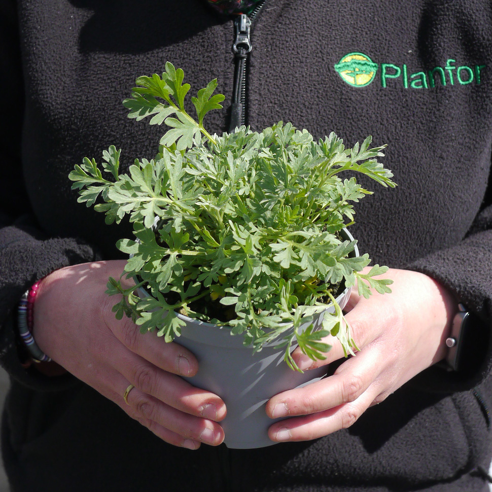 Absinto : venda Absinto / Artemisia absinthium