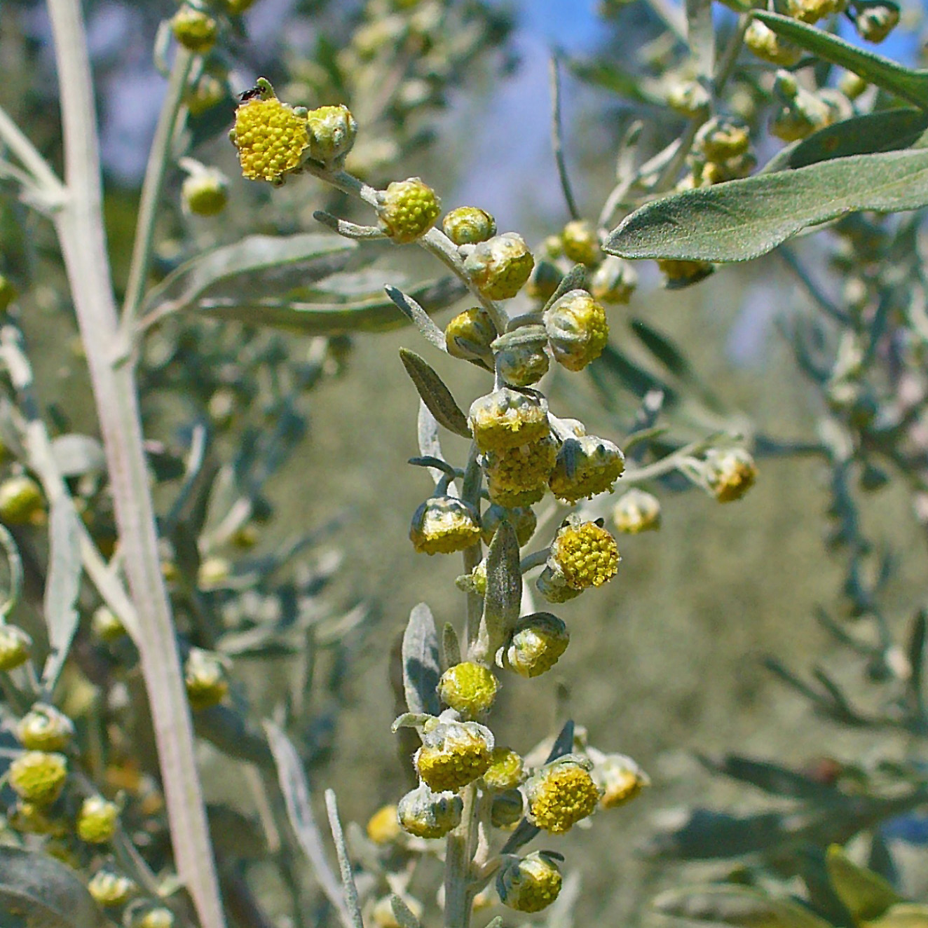 Absinto : venda Absinto / Artemisia absinthium