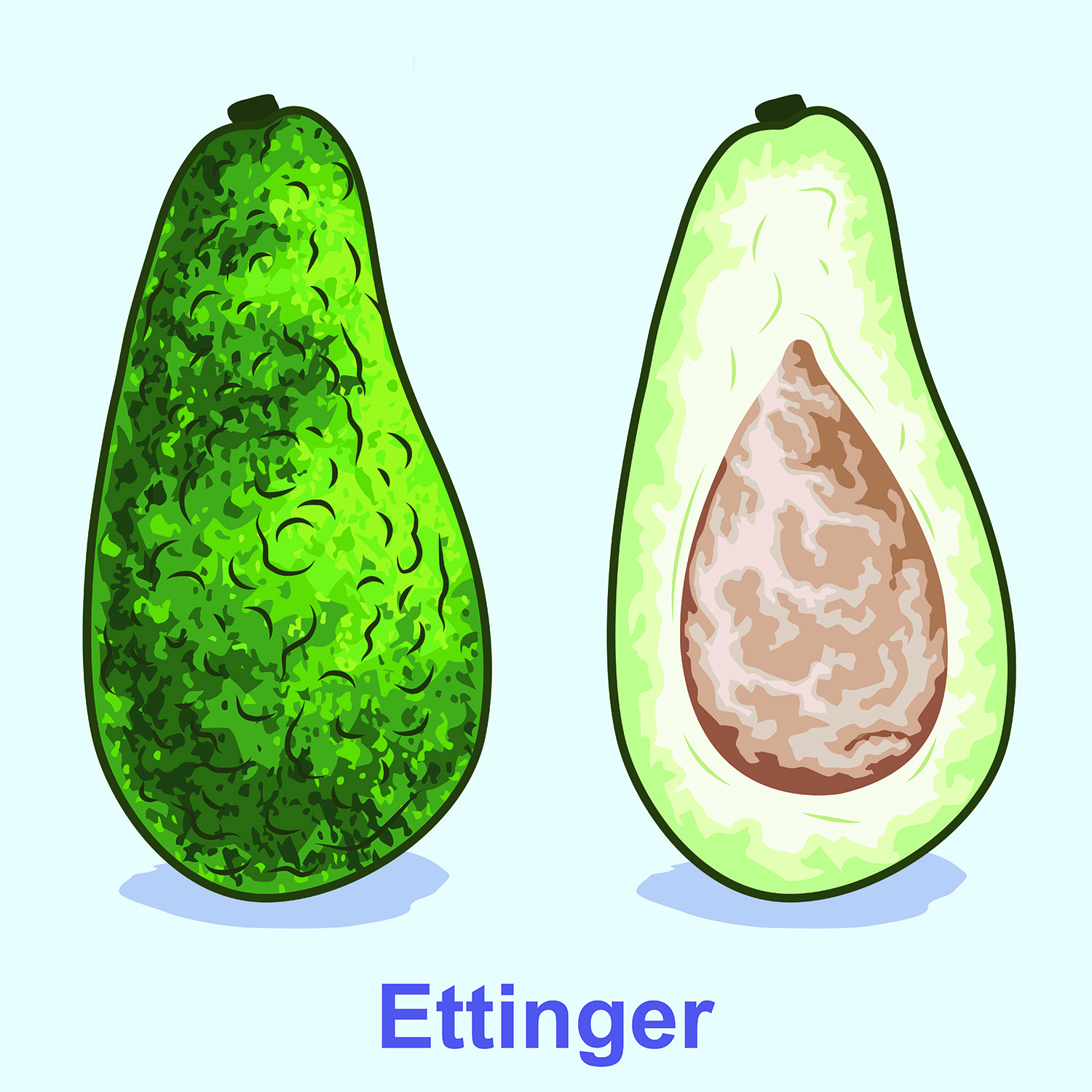 Abacateiro 'Ettinger' : venda Abacateiro 'Ettinger' / Persea americana ...