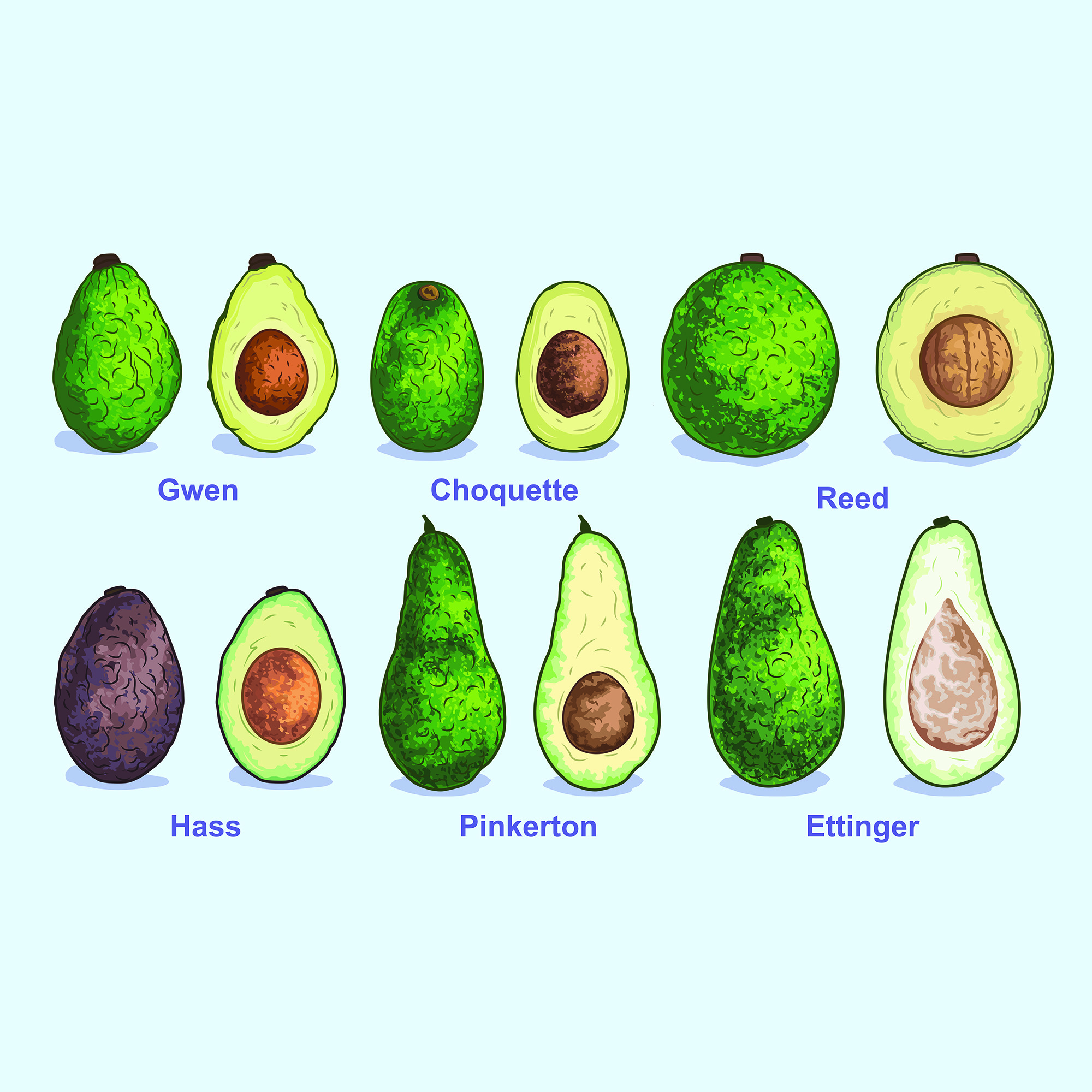 Abacateiro 'Ettinger' : venda Abacateiro 'Ettinger' / Persea americana ...