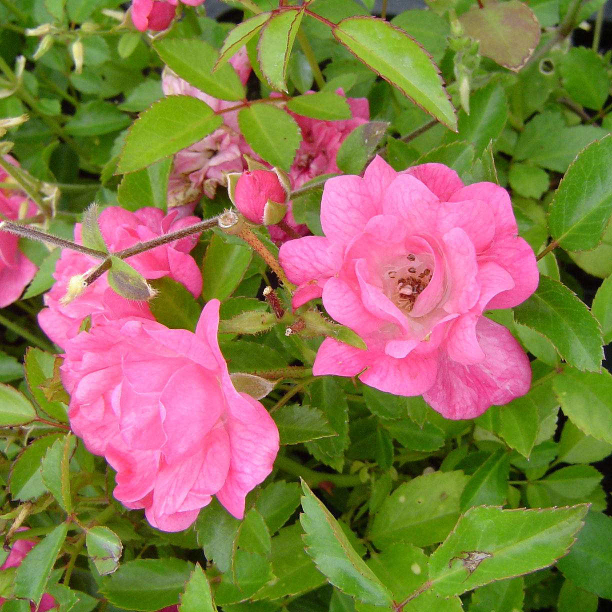 Roseira paisagística rosa 'Fairy rood' : venda Roseira paisagística ...