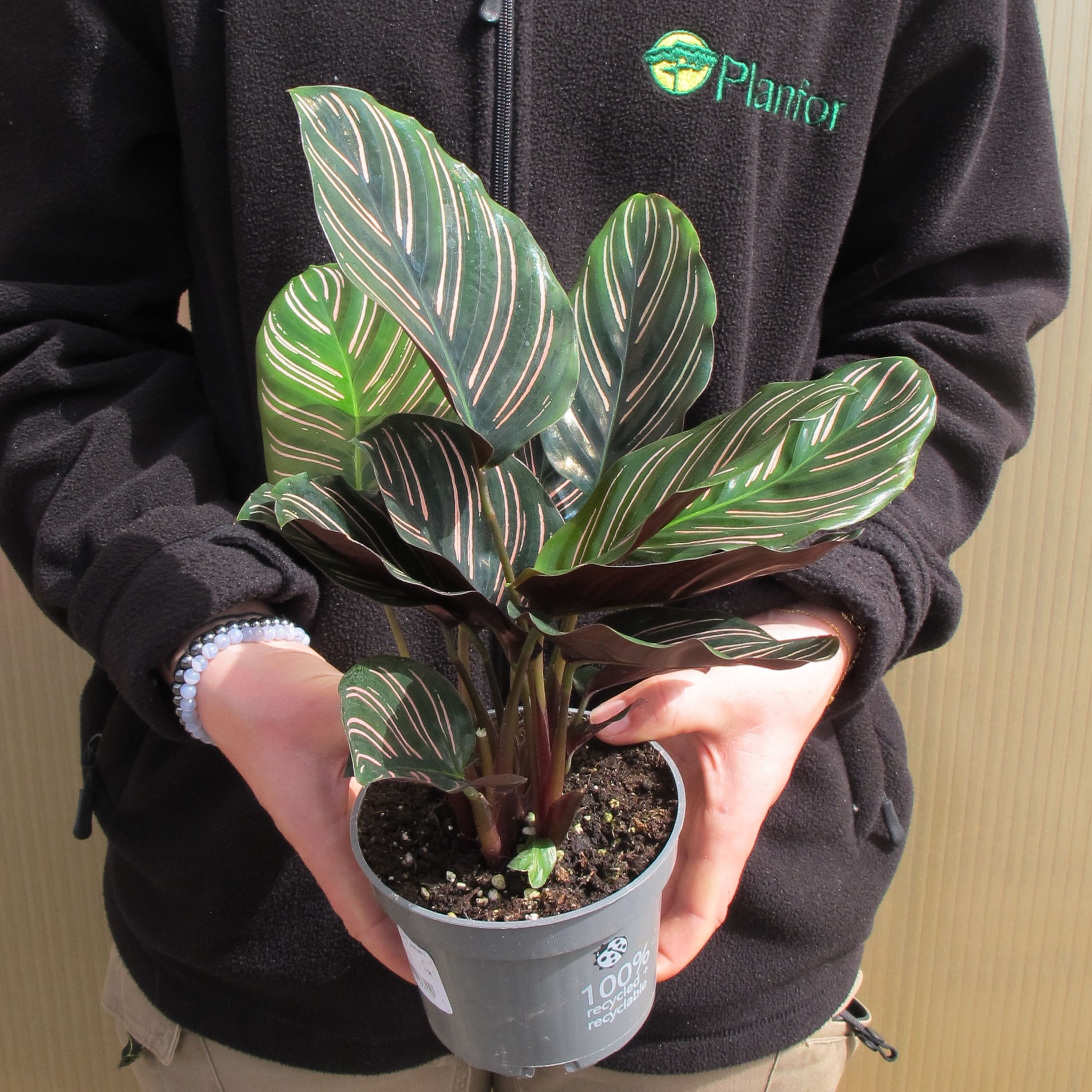 Calathea, folhagem rosa : venda Calathea, folhagem rosa / Calathea S R