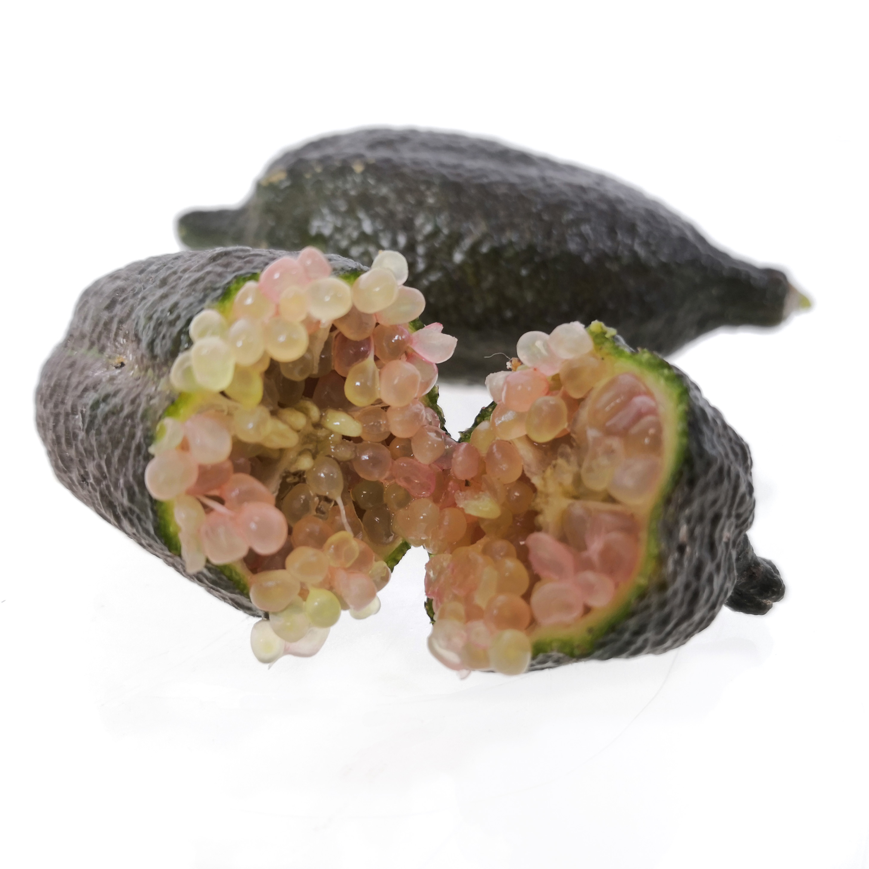 Limão caviar : venda Limão caviar / Microcitrus australasica 1