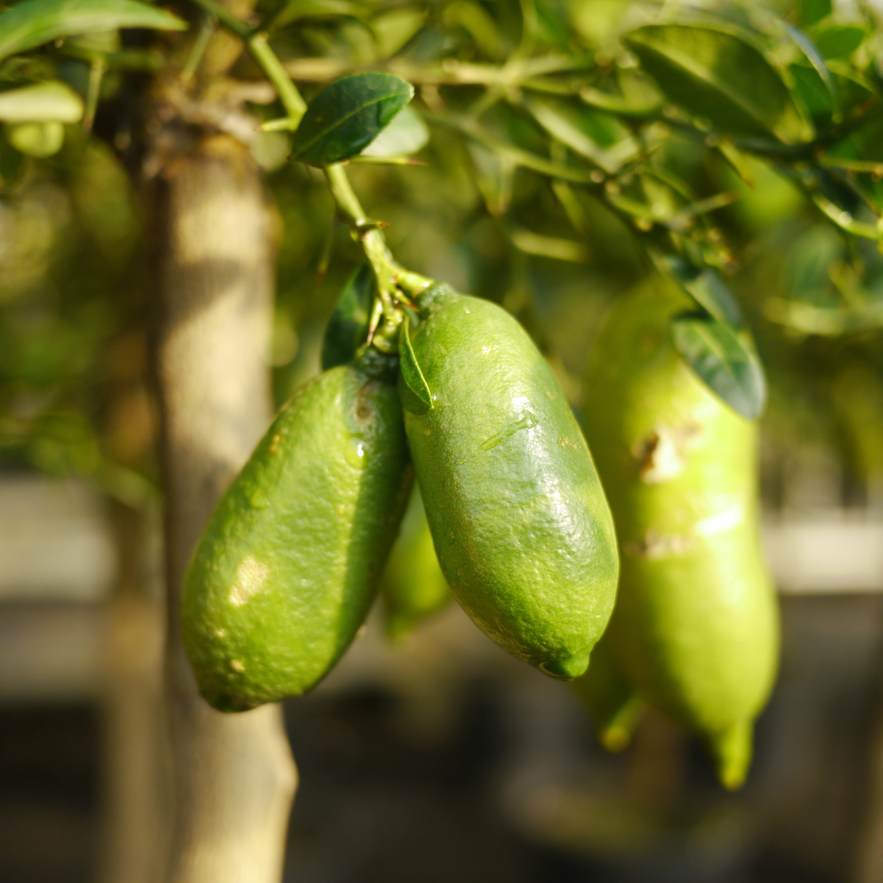 Limão caviar : venda Limão caviar / Microcitrus australasica 1