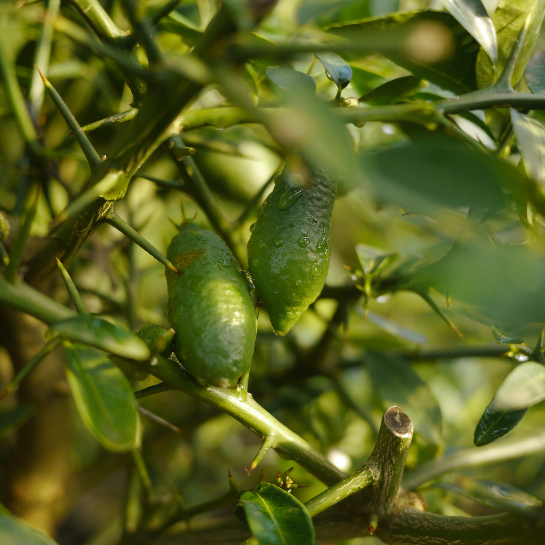 Limão caviar : venda Limão caviar / Microcitrus australasica 1