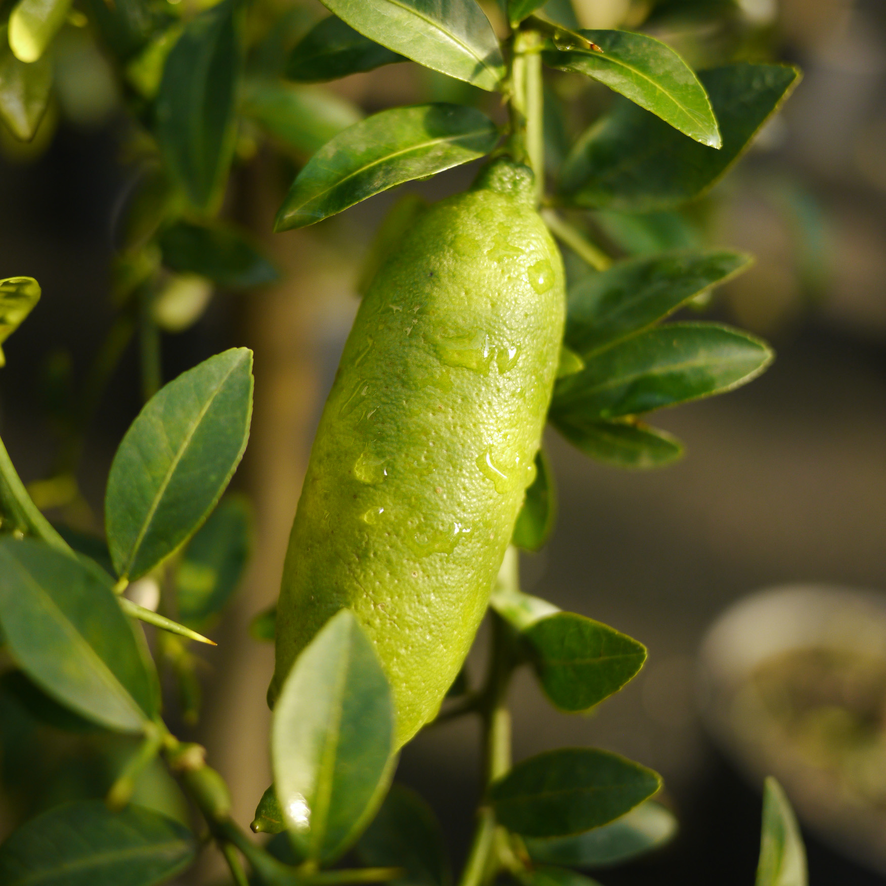 Limão caviar : venda Limão caviar / Microcitrus australasica 1