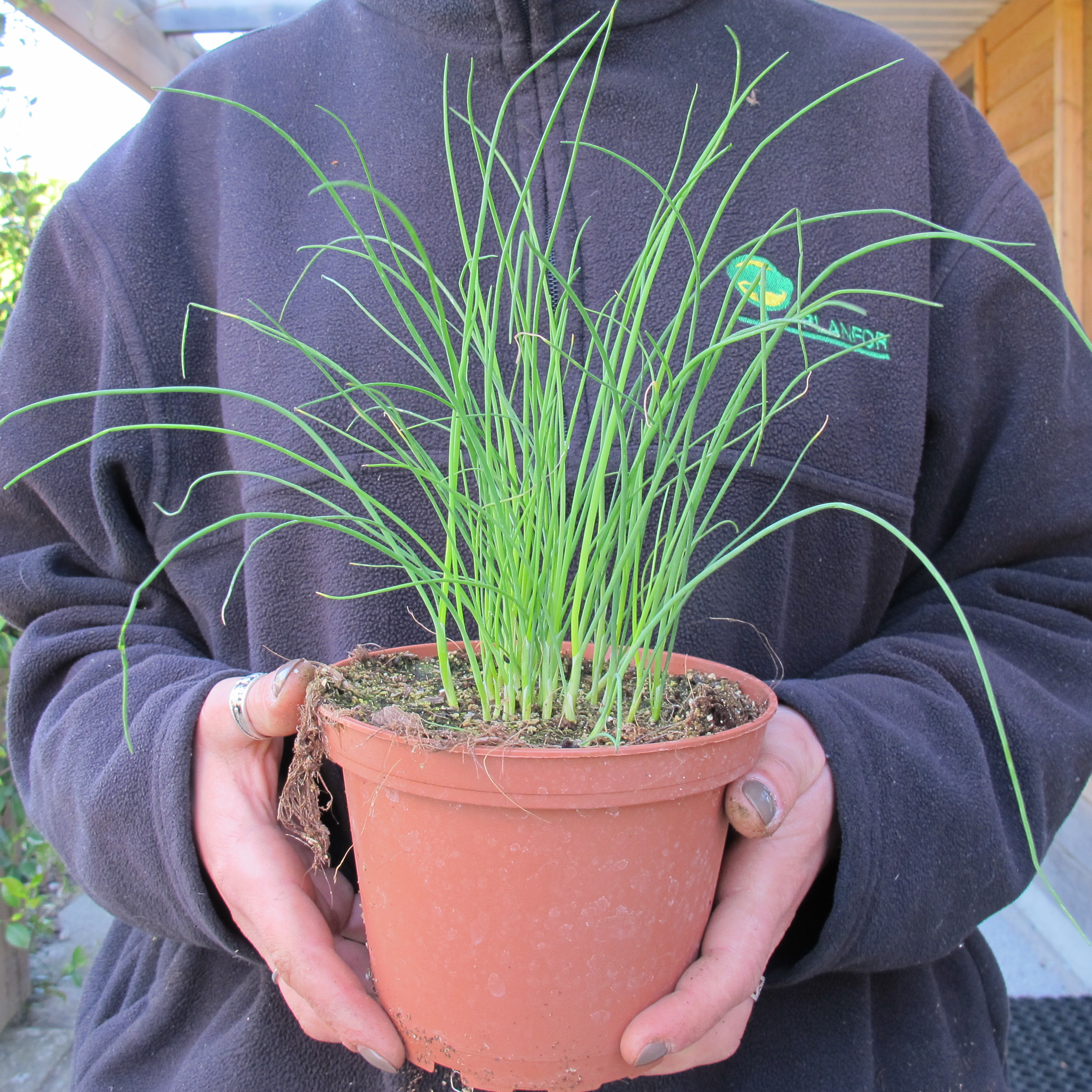 Cebolinho : venda Cebolinho / Allium schoenoprasum